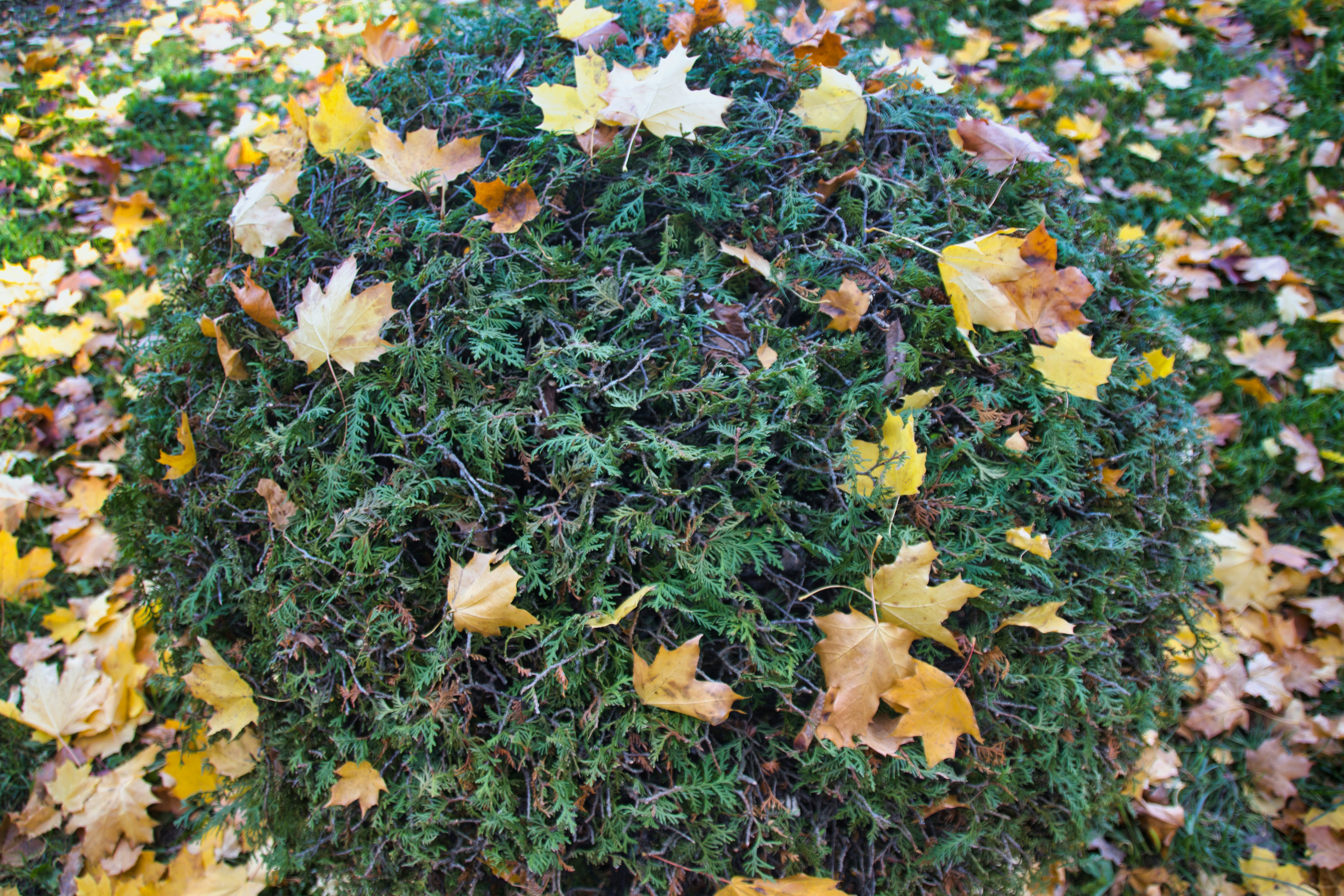 Autumn Gold on a Dense Evergreen Cushion