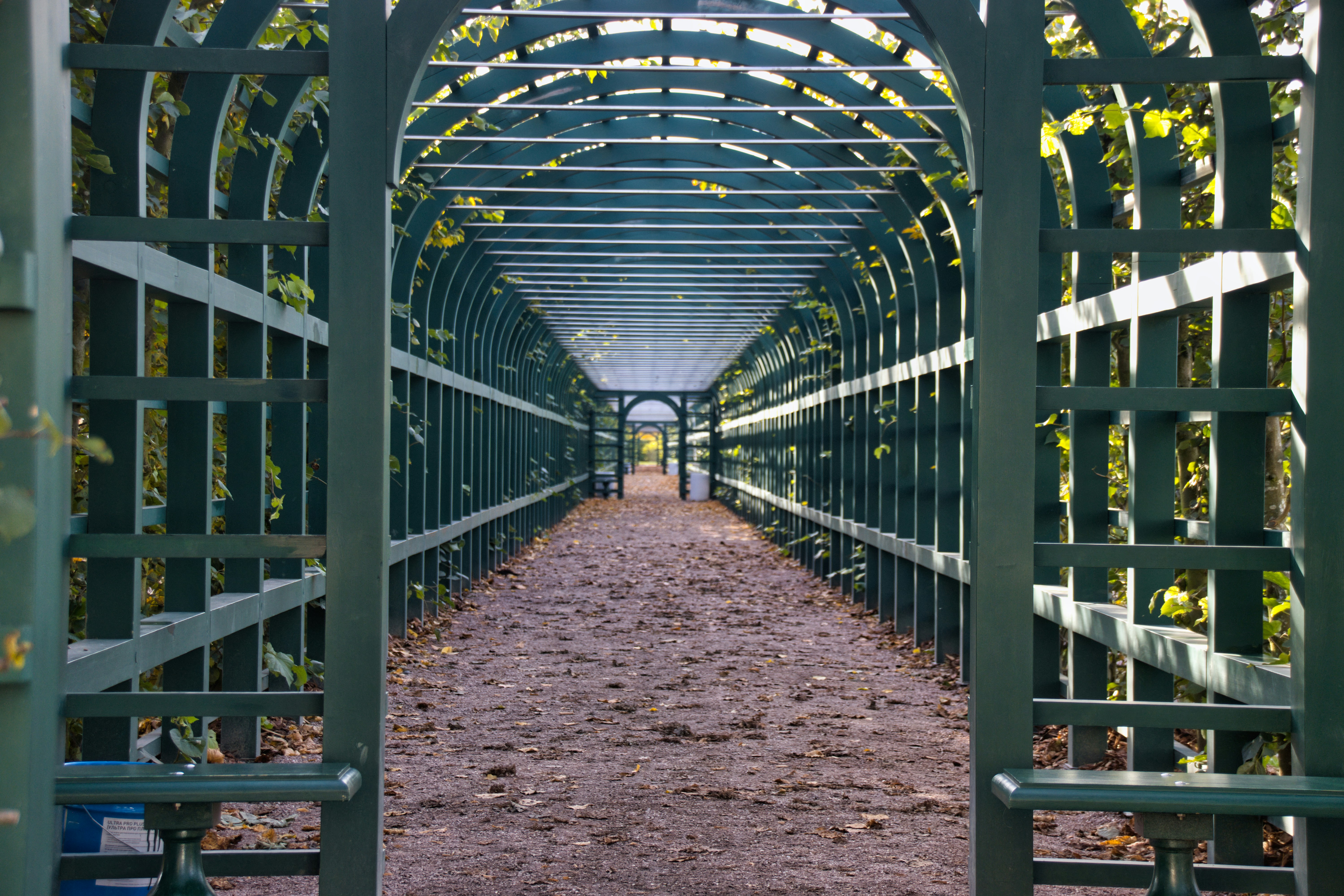 Centerline of Green: A Rhythmic Walk Under the Arbor