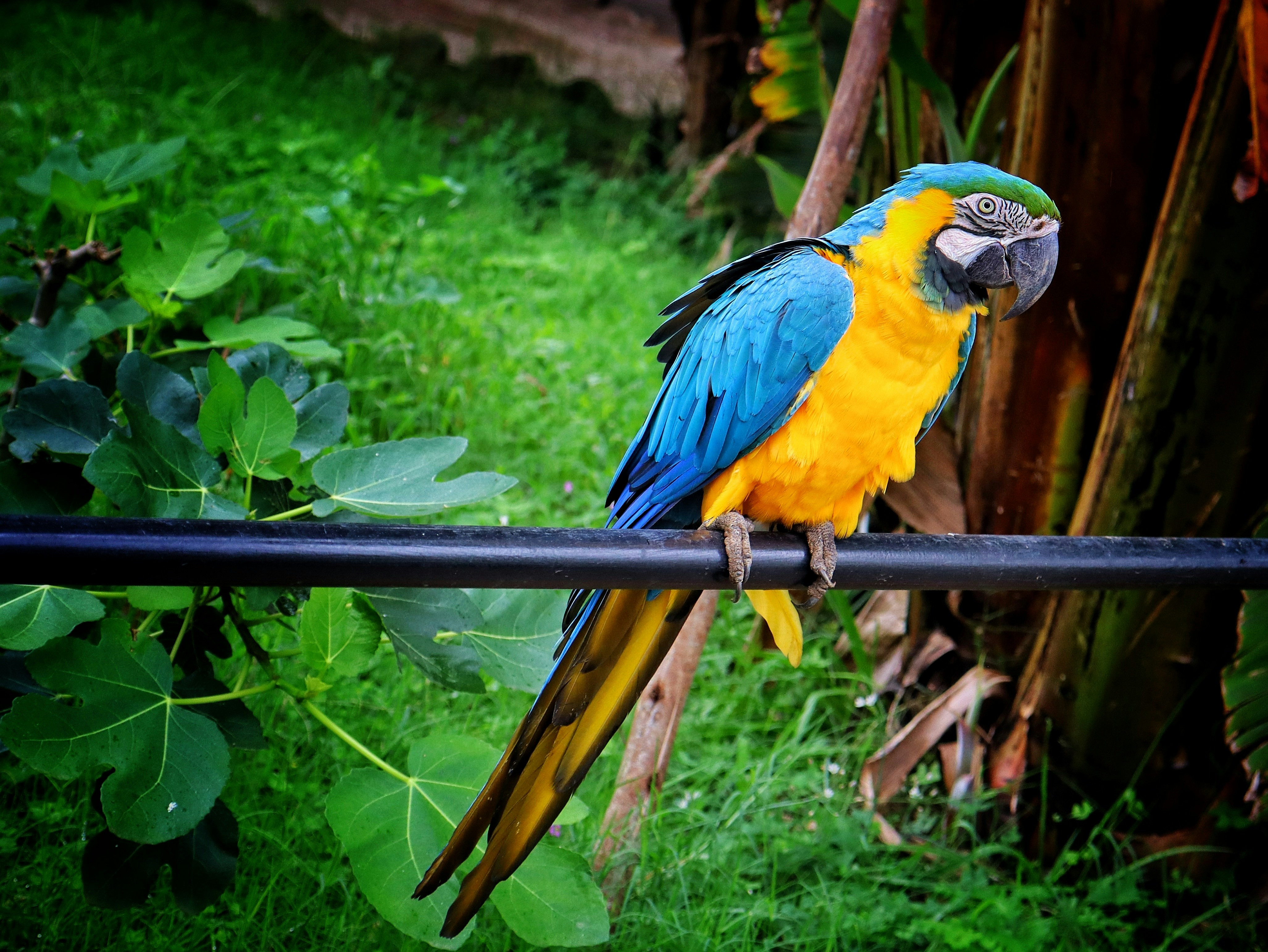 Azure and Amber: Macaw Perched Against a Lush Garden Backdrop