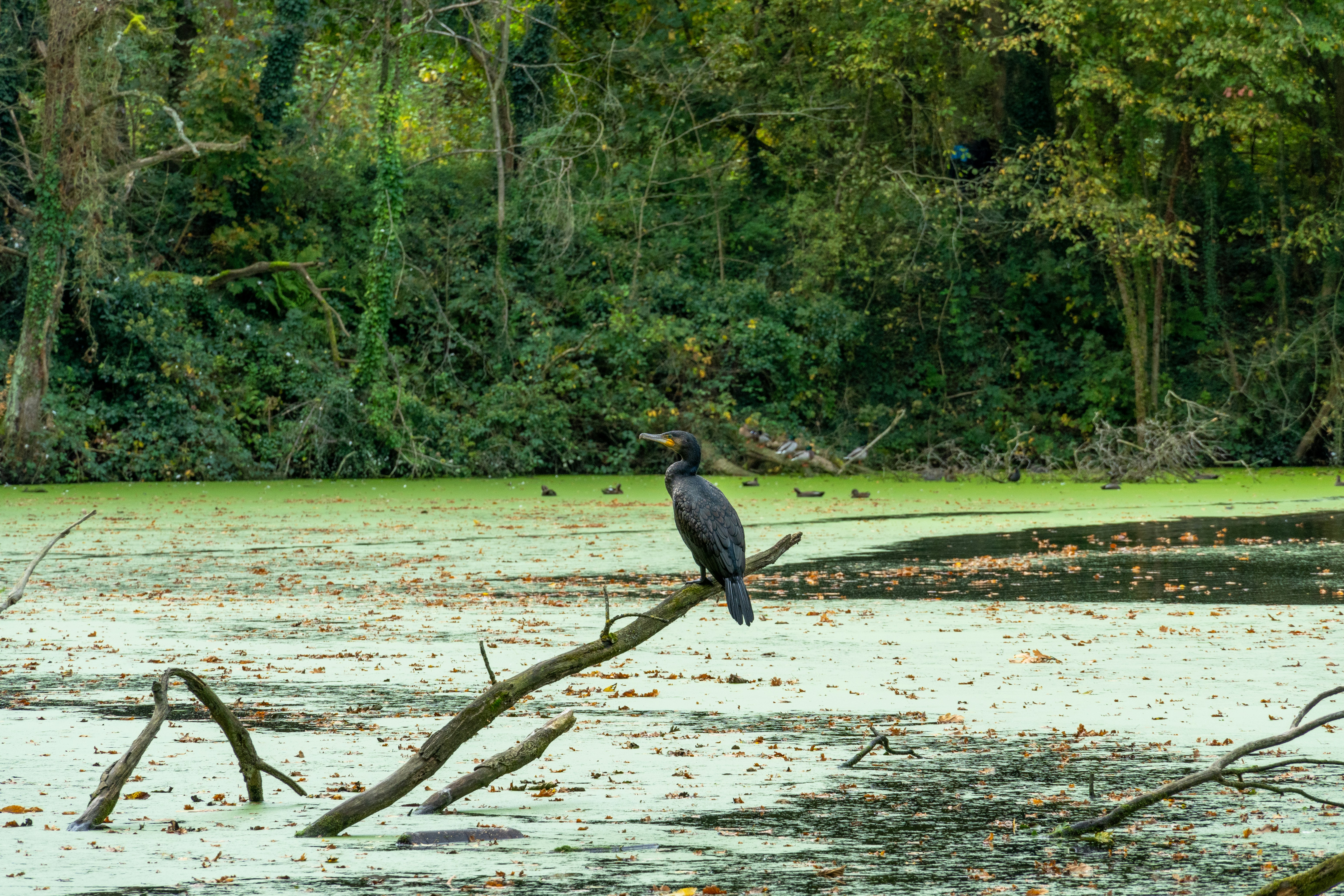 A bird sitting on a tree branch in a swamp photo – Free Fort 5 Image on ...