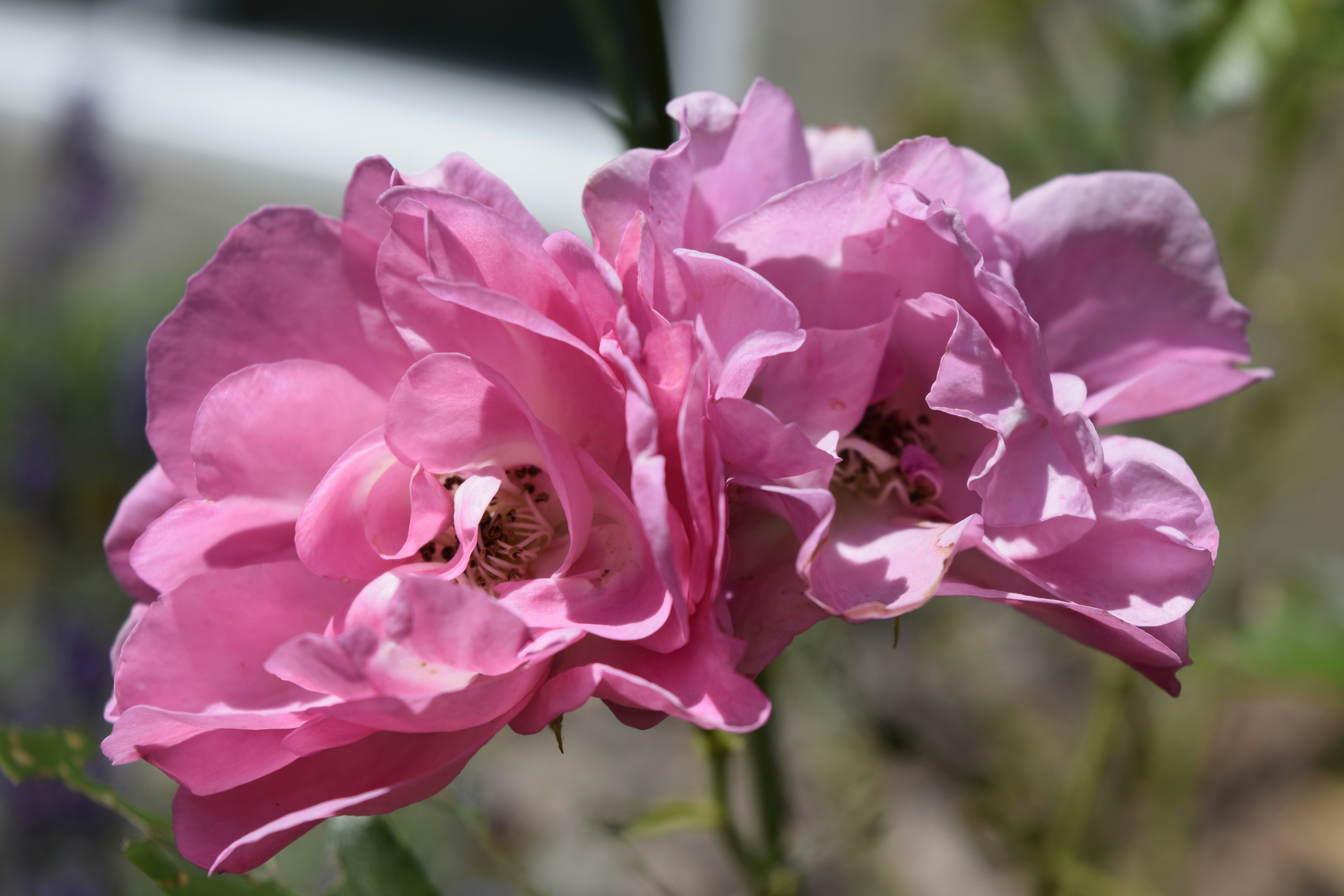 Blush Petals: a pair of pink roses in soft afternoon light