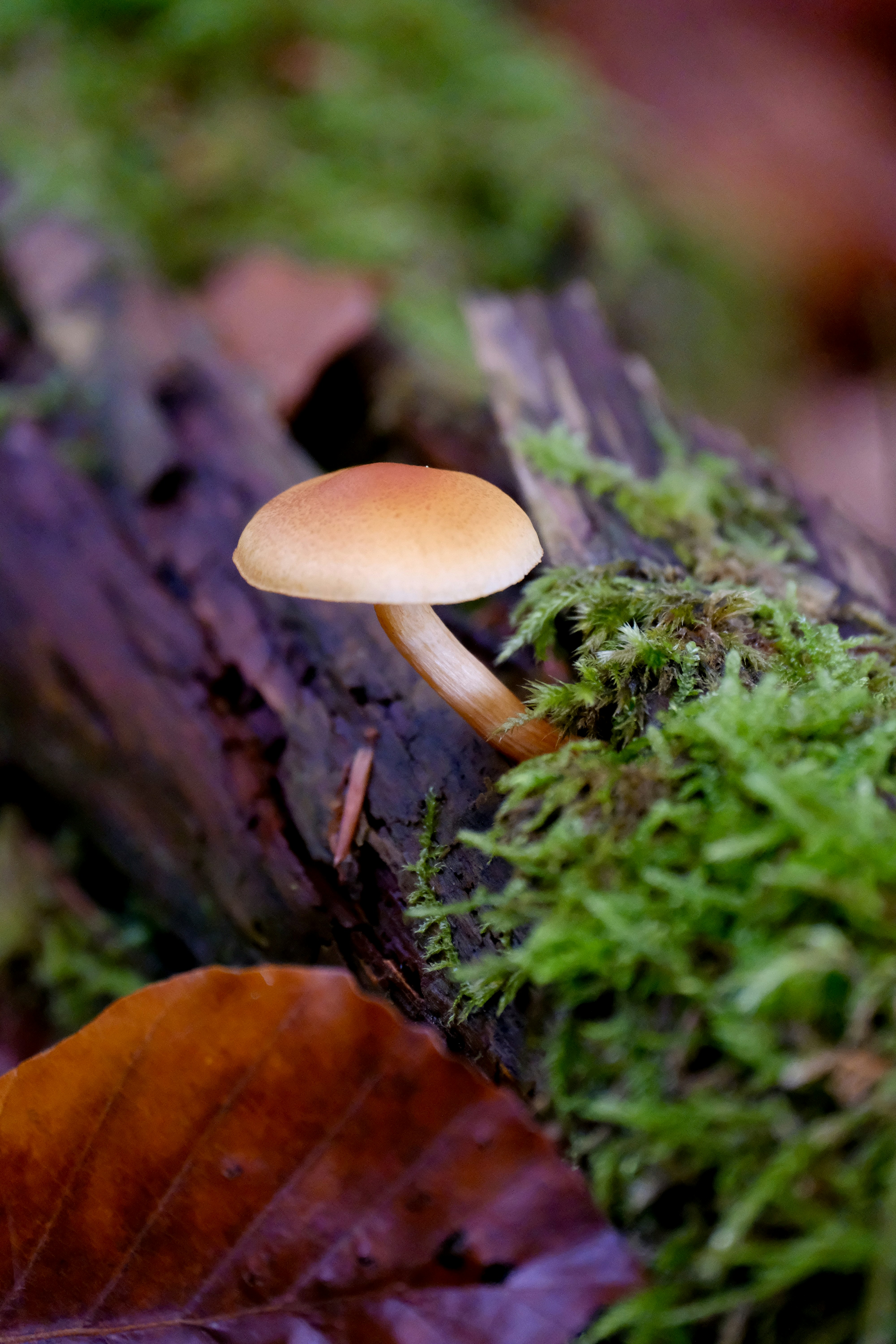 Photo by Thomas Jarrand with Fujifilm X-T20