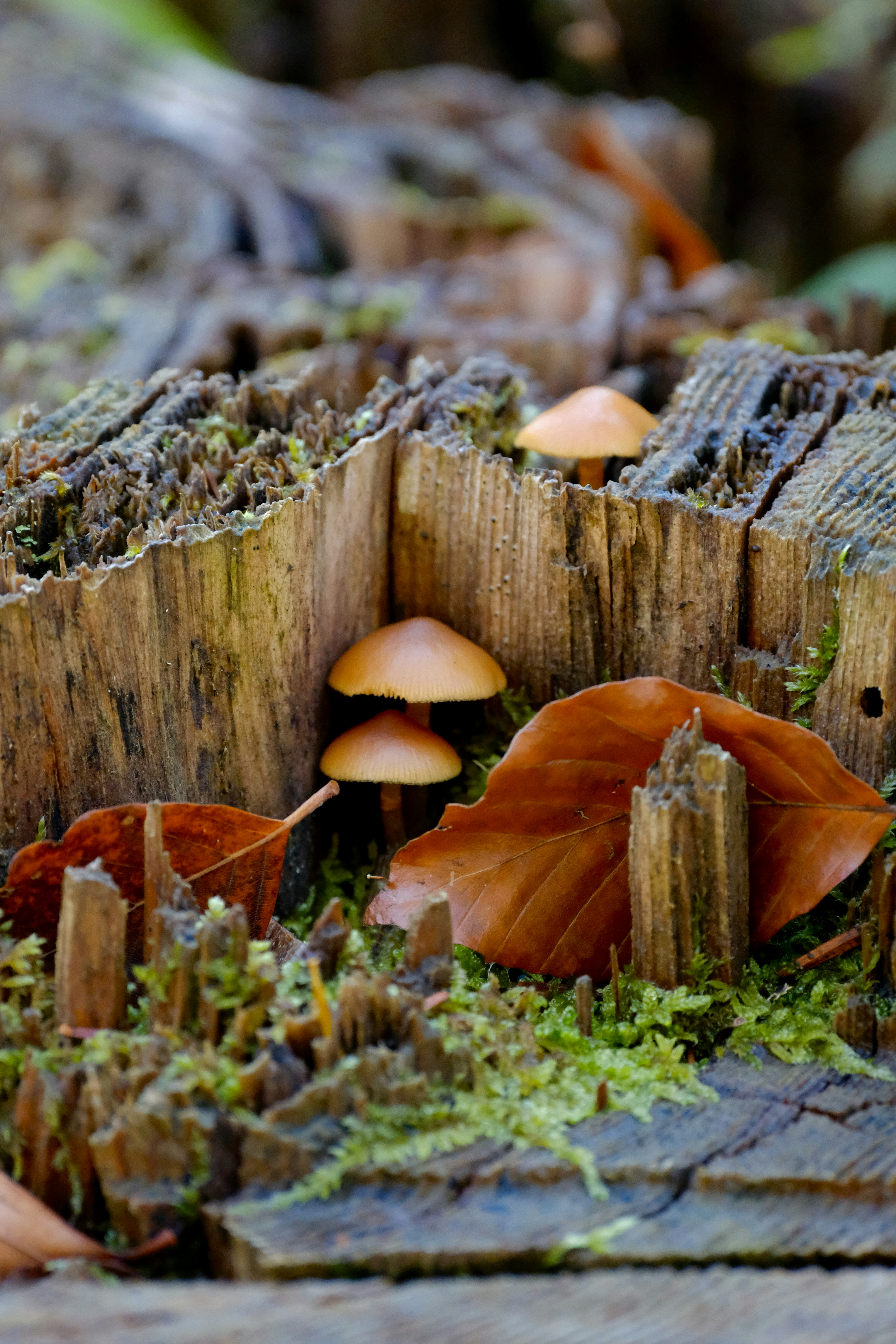 Orange Mushrooms Nestle Between Moss and Splintered Bark on a Weathered Log