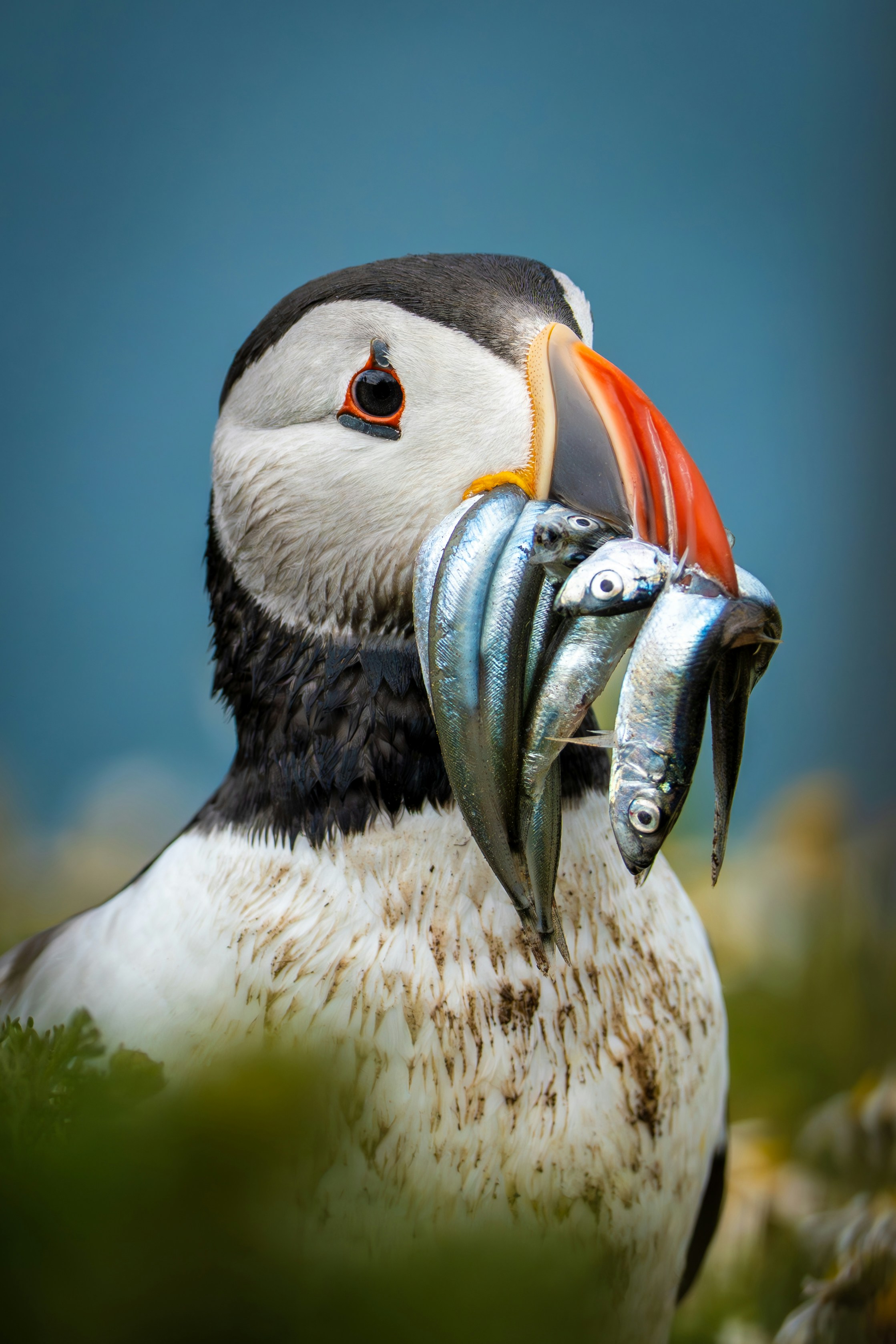 A close up of a bird with a fish in its beak photo – Free Wallpaper ...