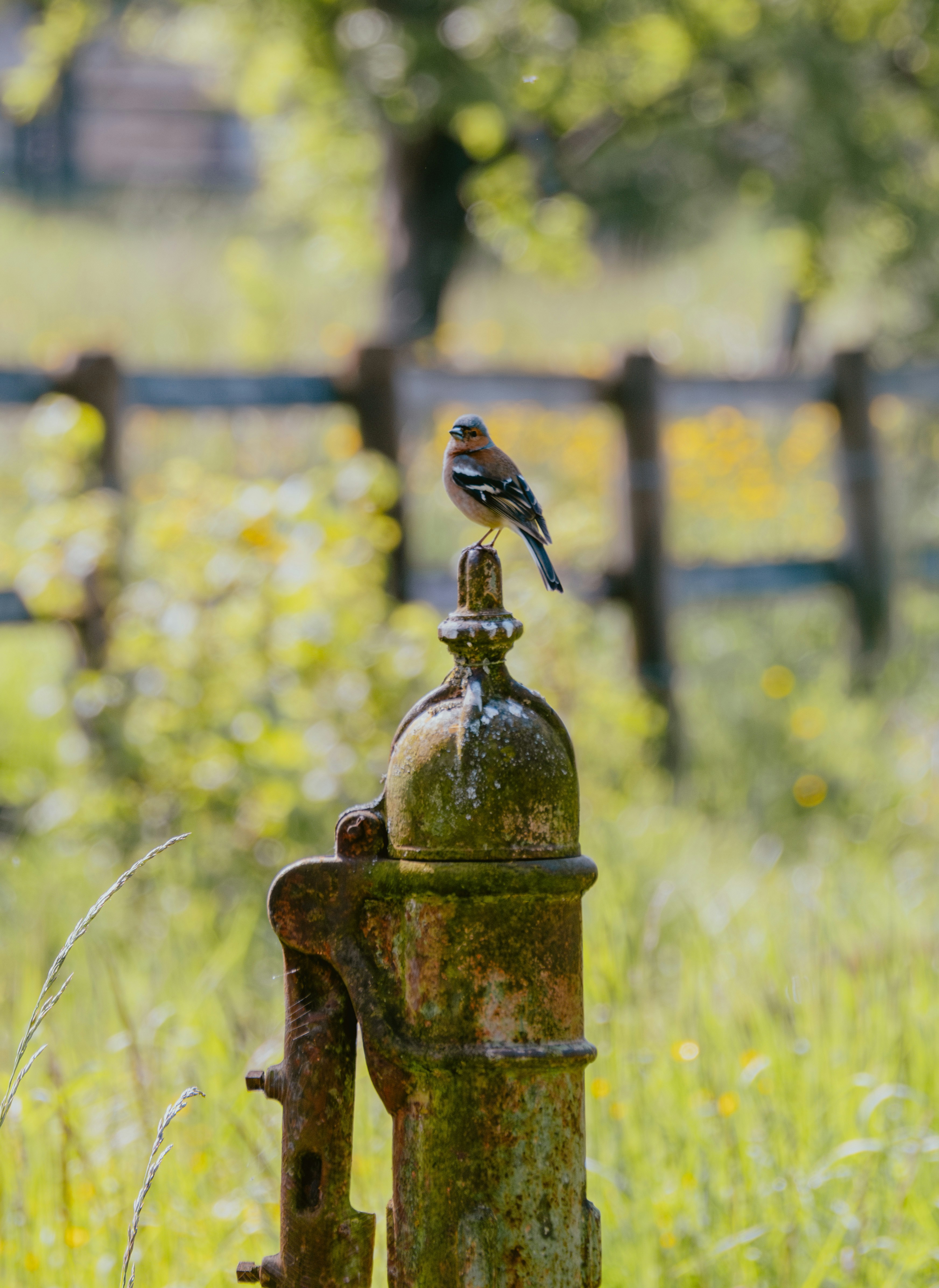 Sparrow on a Weathered Hydrant: Quiet Portrait of Time in a Sunlit Field