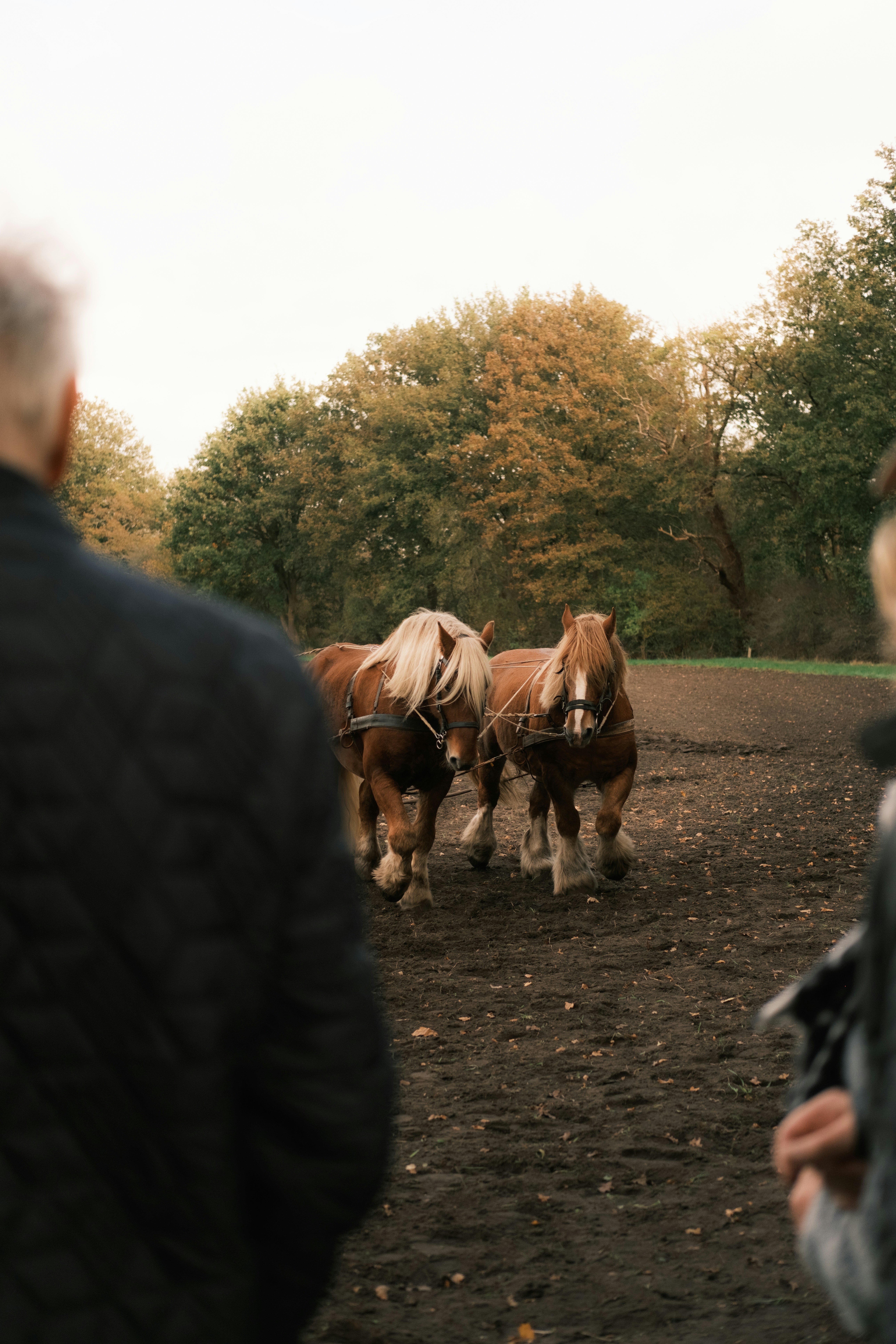 A group of people standing around a group of horses photo – Free Animal ...
