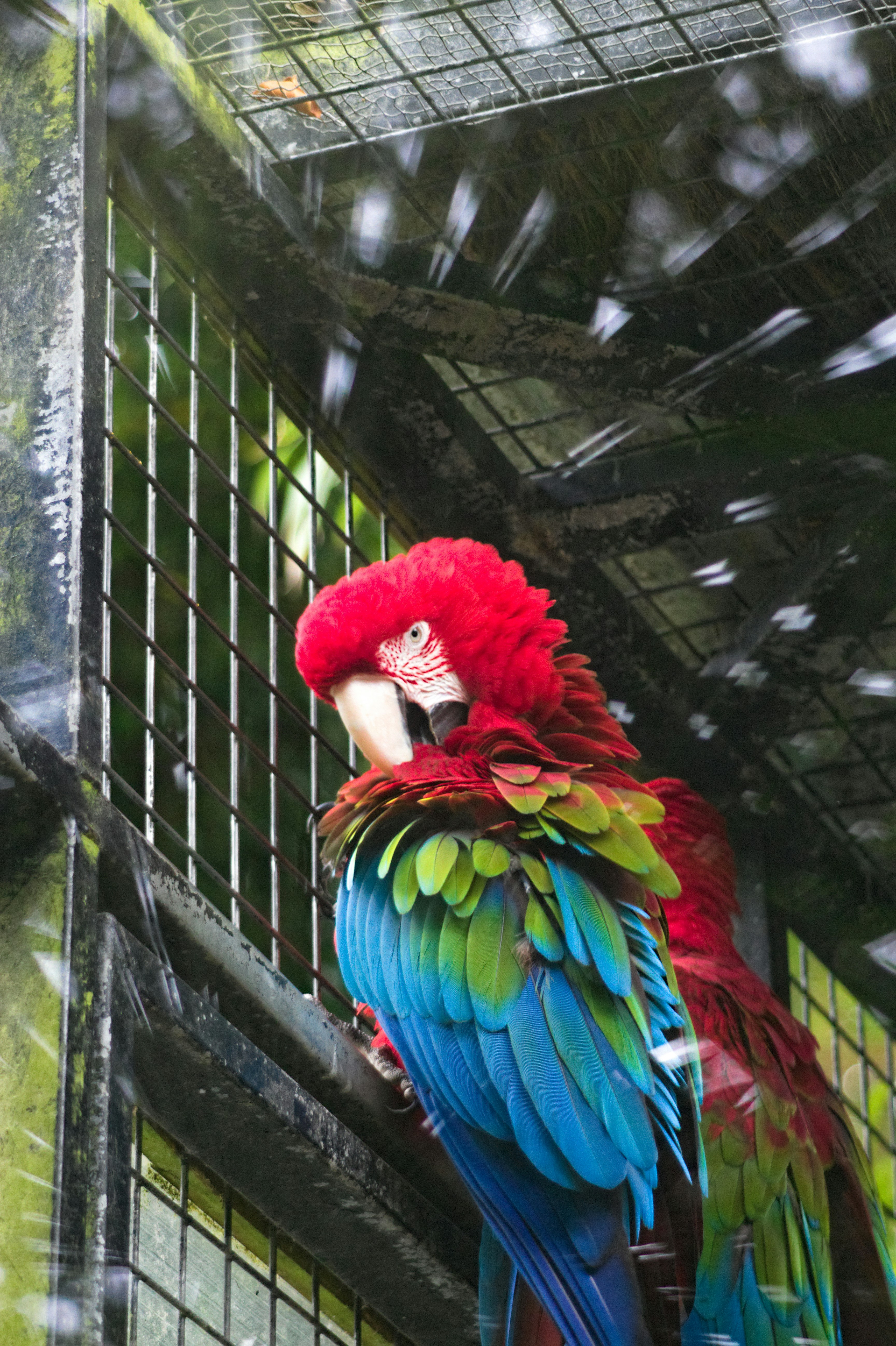 Crimson Crest, Rainbow Wings in a Weathered Cage