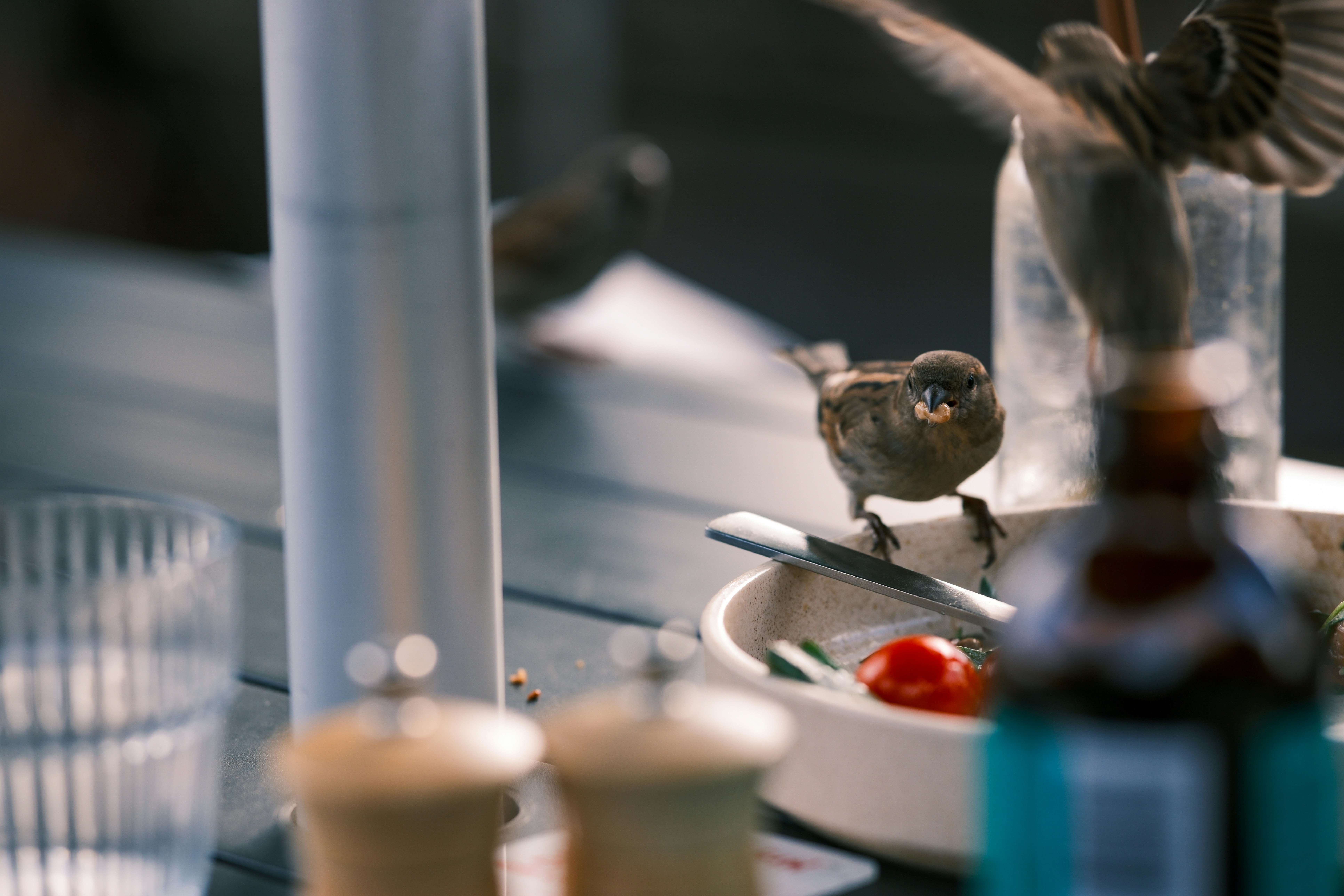 Tiny Diner on a Spoon: A Bird at the Saucy Table