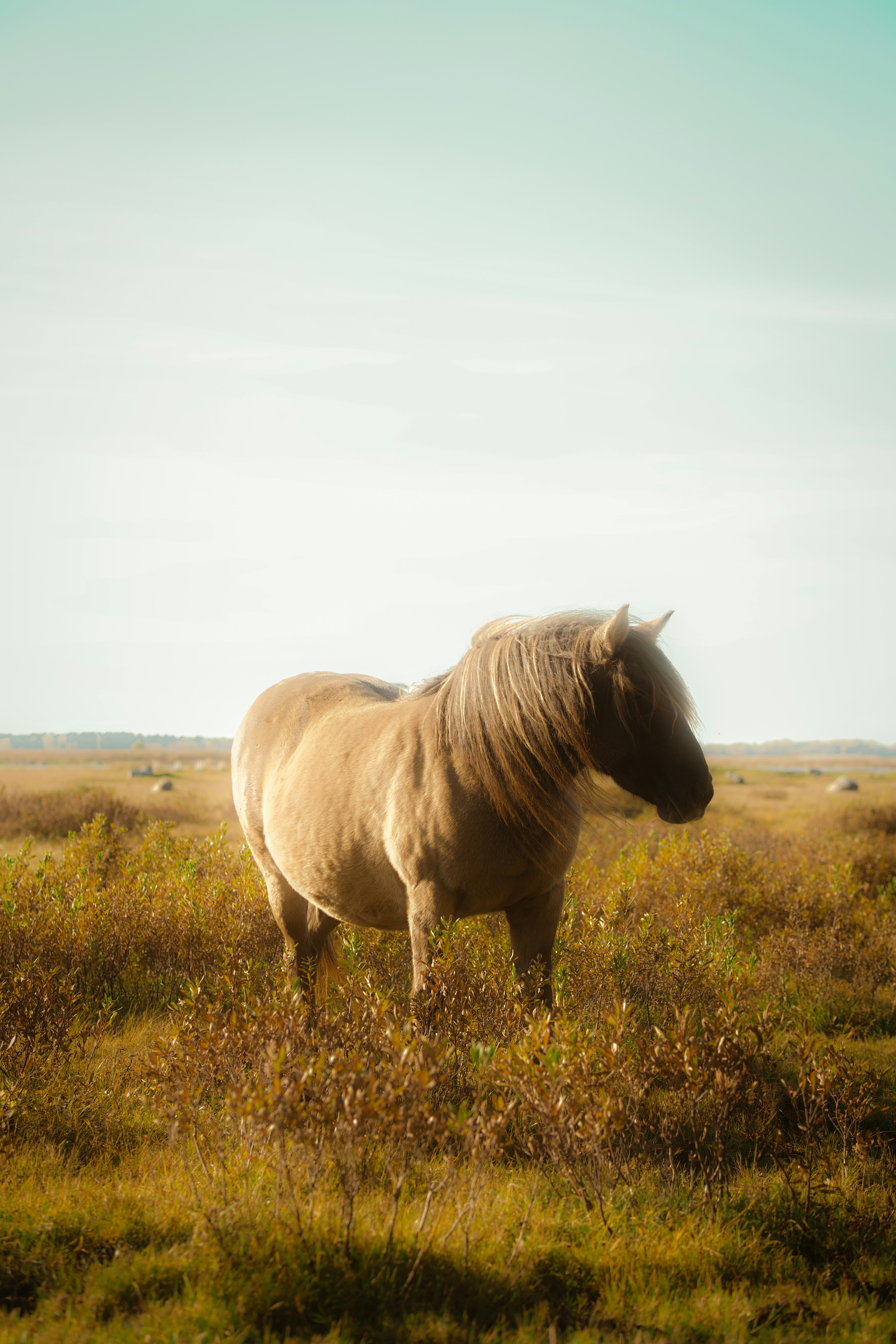Prairie Light: Golden Hour Equine in Quiet Stillness
