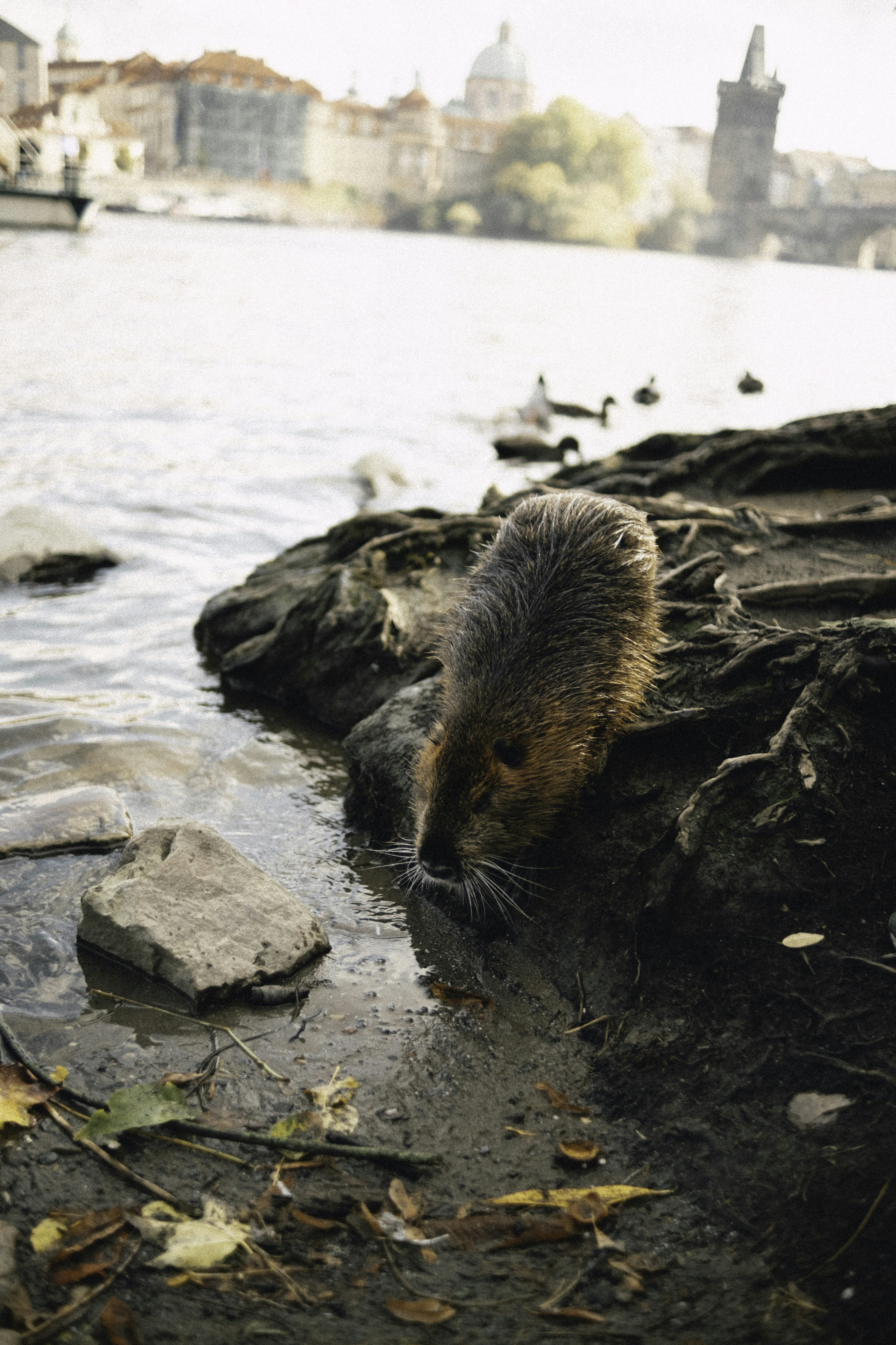 Beaver at the City Shore: A Quiet Moment Along the Riverbank