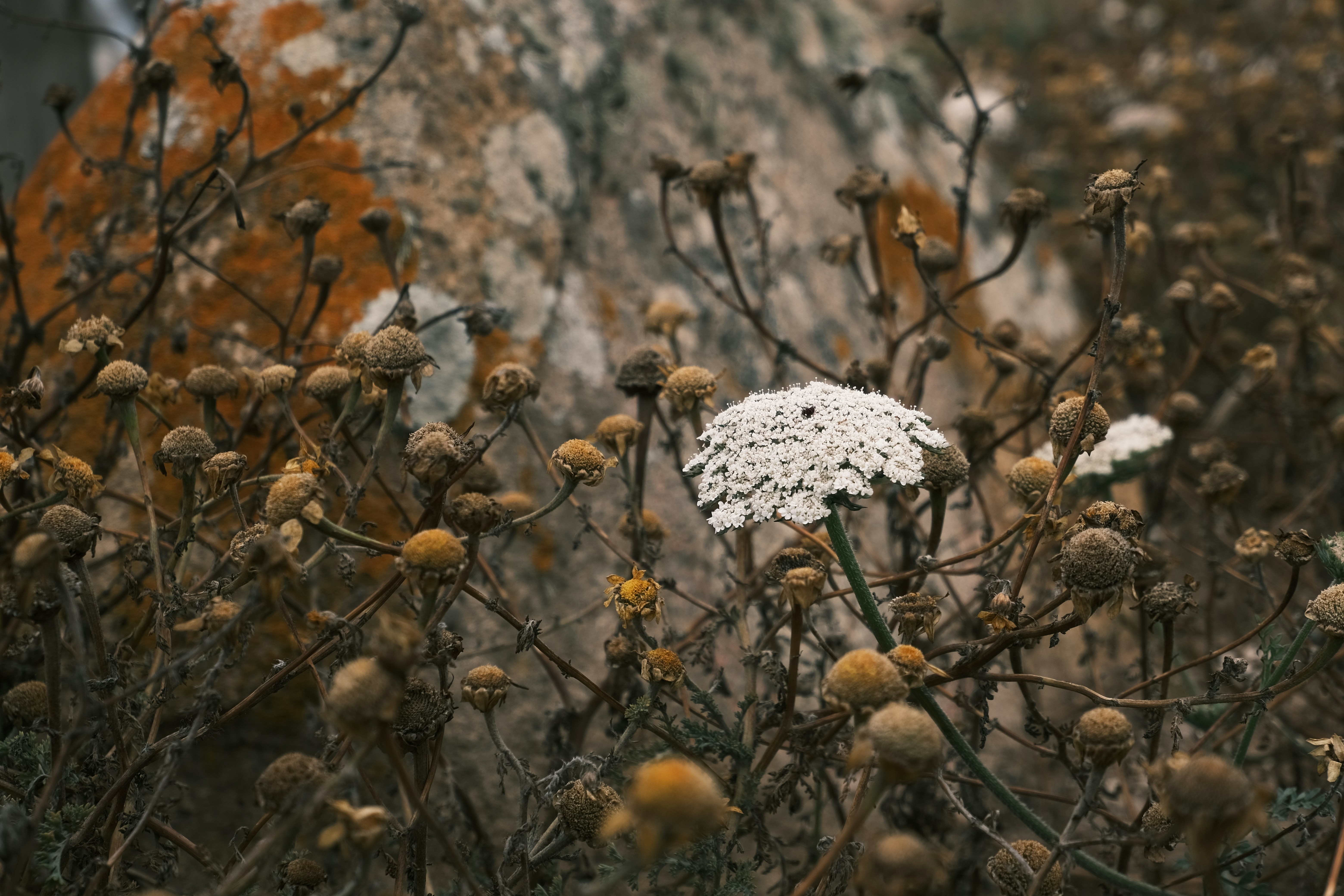 Snow-Crowned Umbels in a Quiet Field of Withered Gold