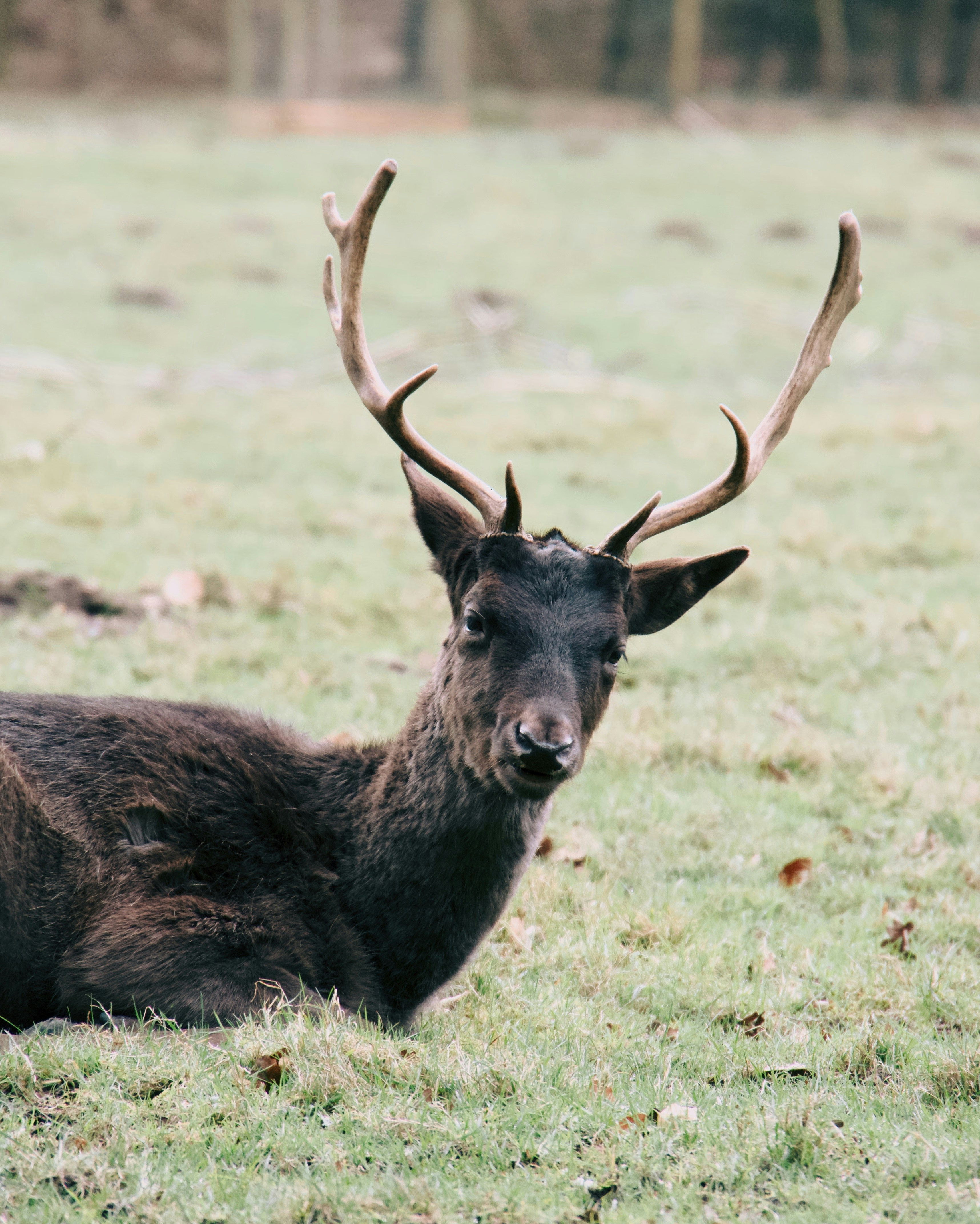 Velvet-Antlered Stag Resting in a Sunlit Meadow
