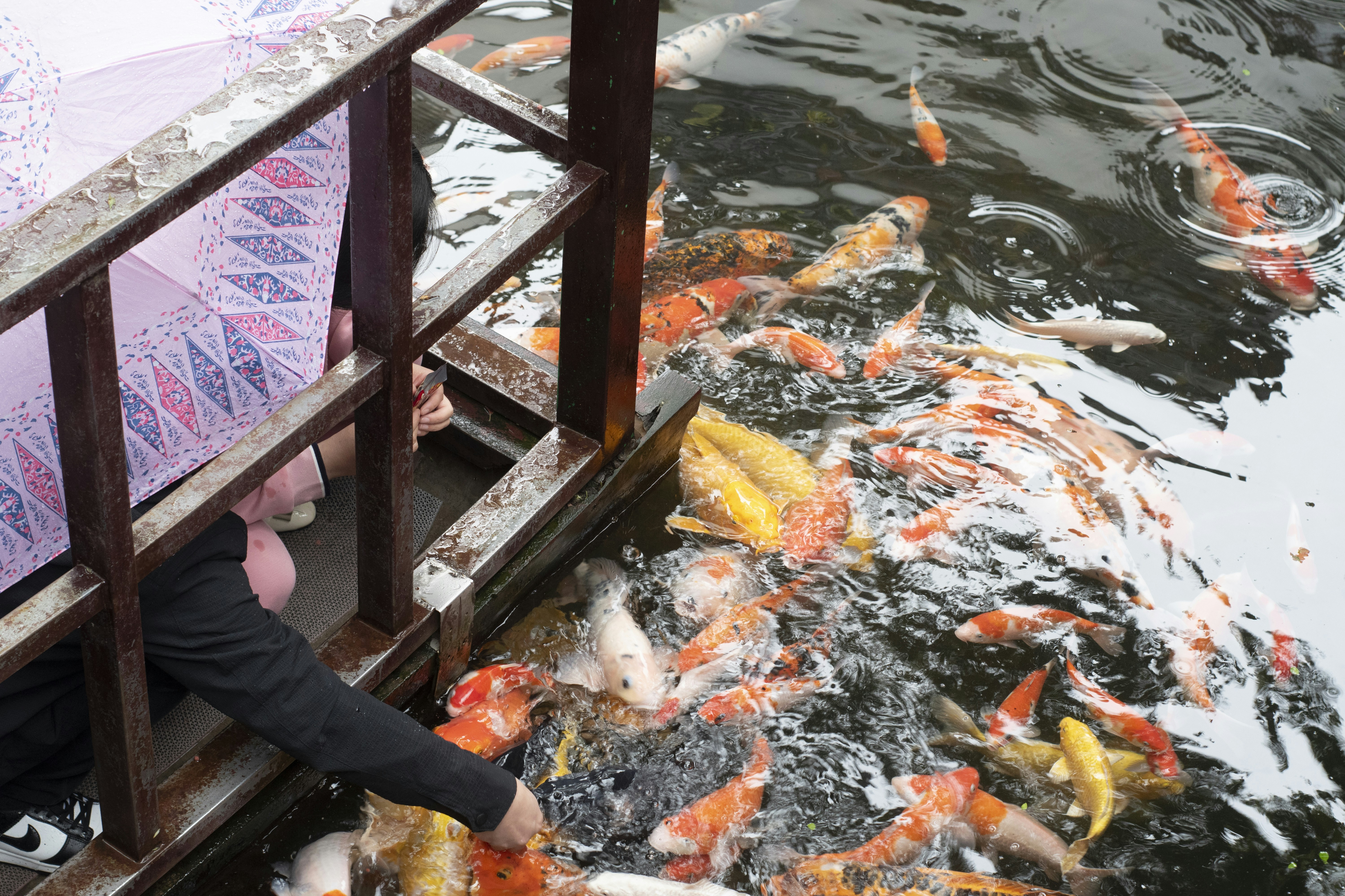 Koi Conga: A Burst of Color Along a Weathered Railing