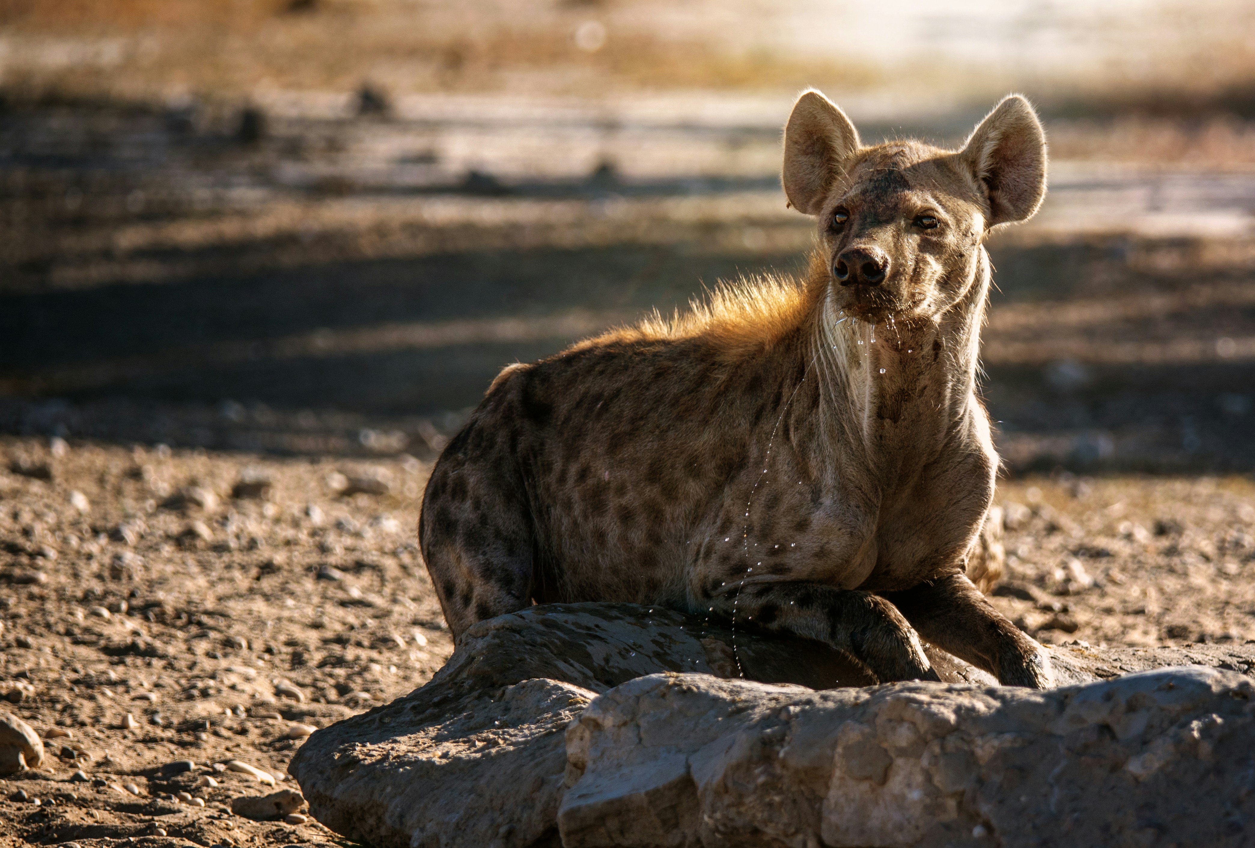 A hyena sitting on top of a rock photo – Free Polentswa pan Image on ...