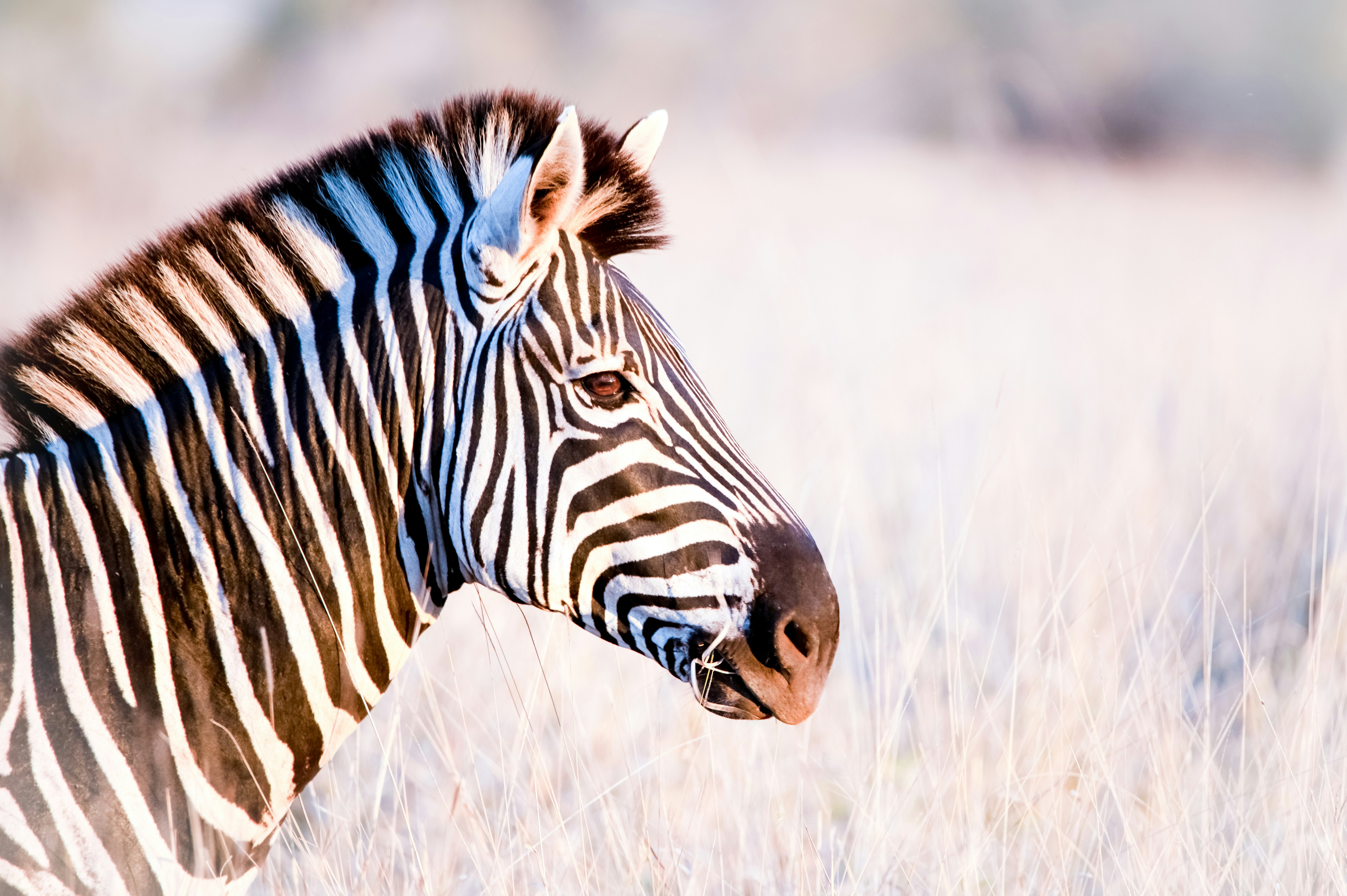 A zebra standing in a field of tall grass photo – Free Kruger national ...