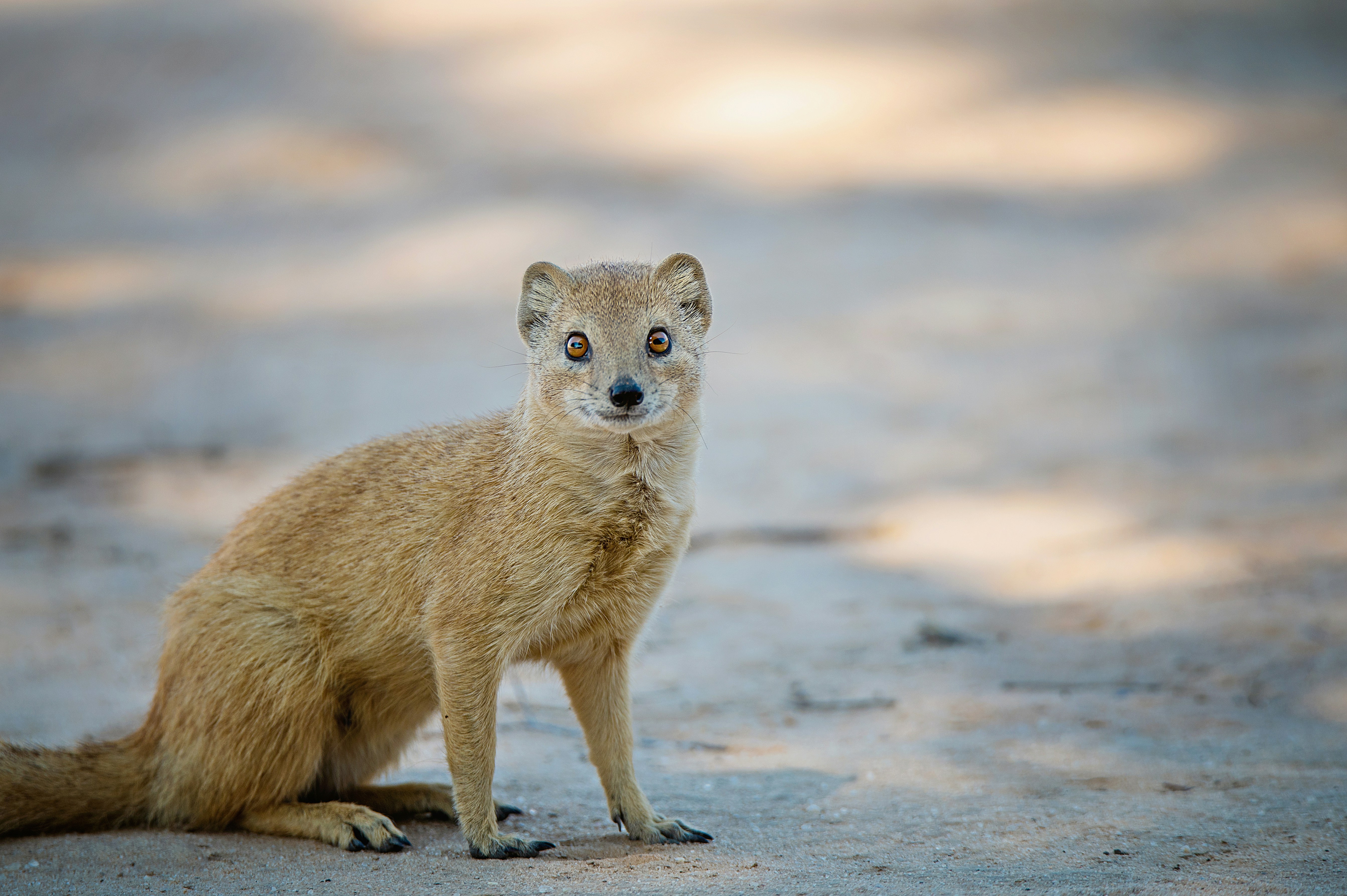 A small brown animal sitting on top of a cement road photo – Free ...