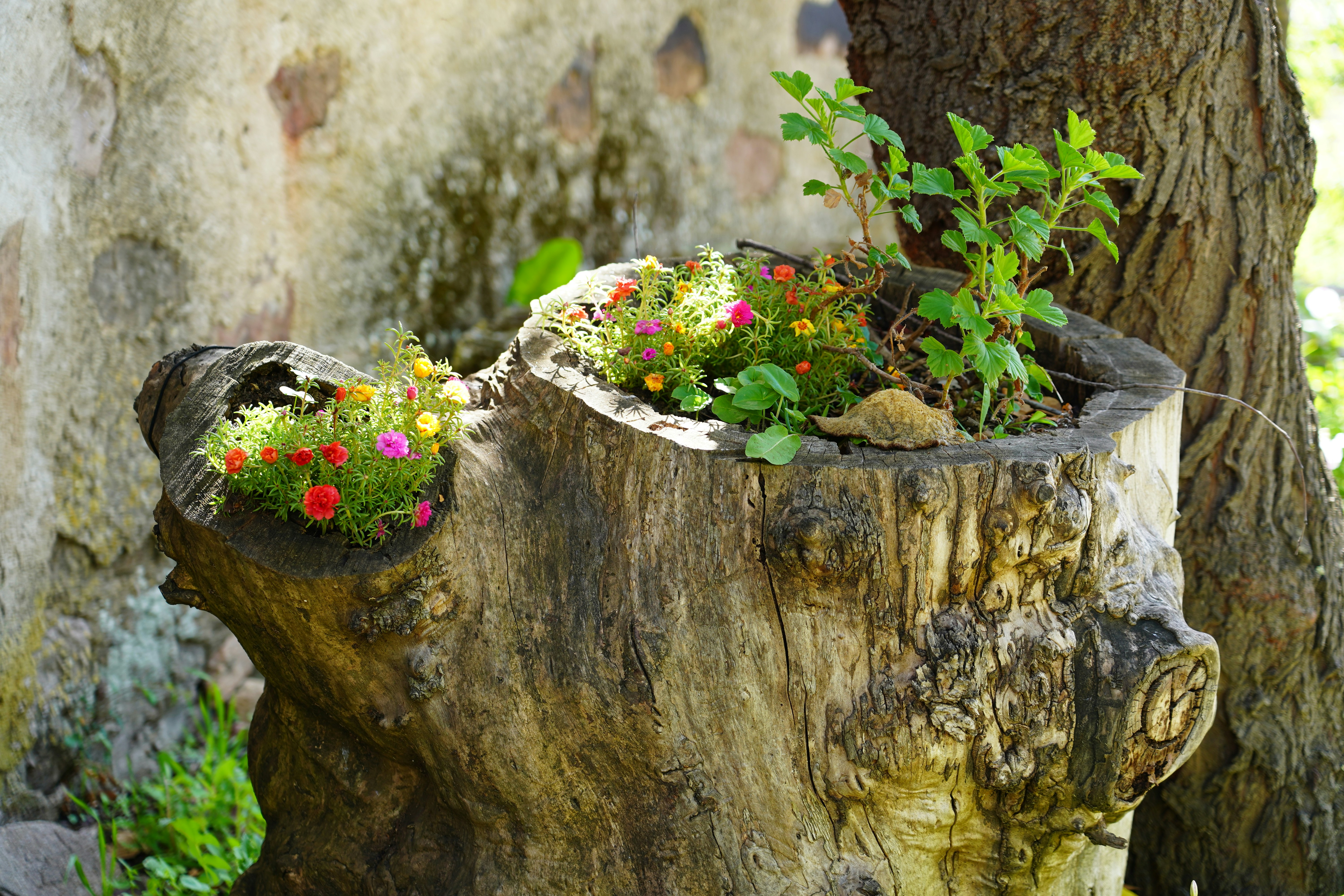 Nature's Resilience in a Tree Stump Planter