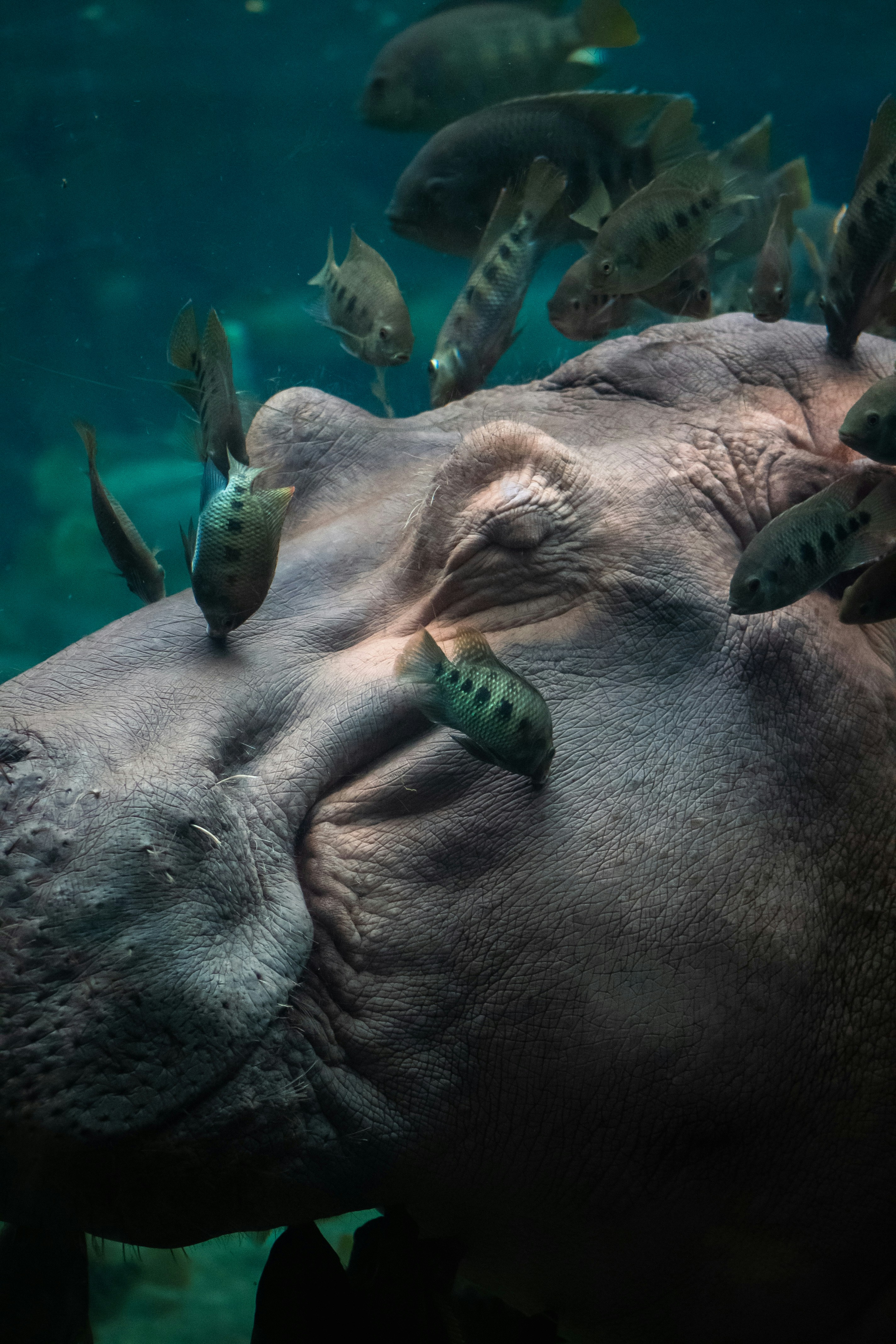 A hippopotamus is surrounded by fish in an aquarium photo – Free Animal ...