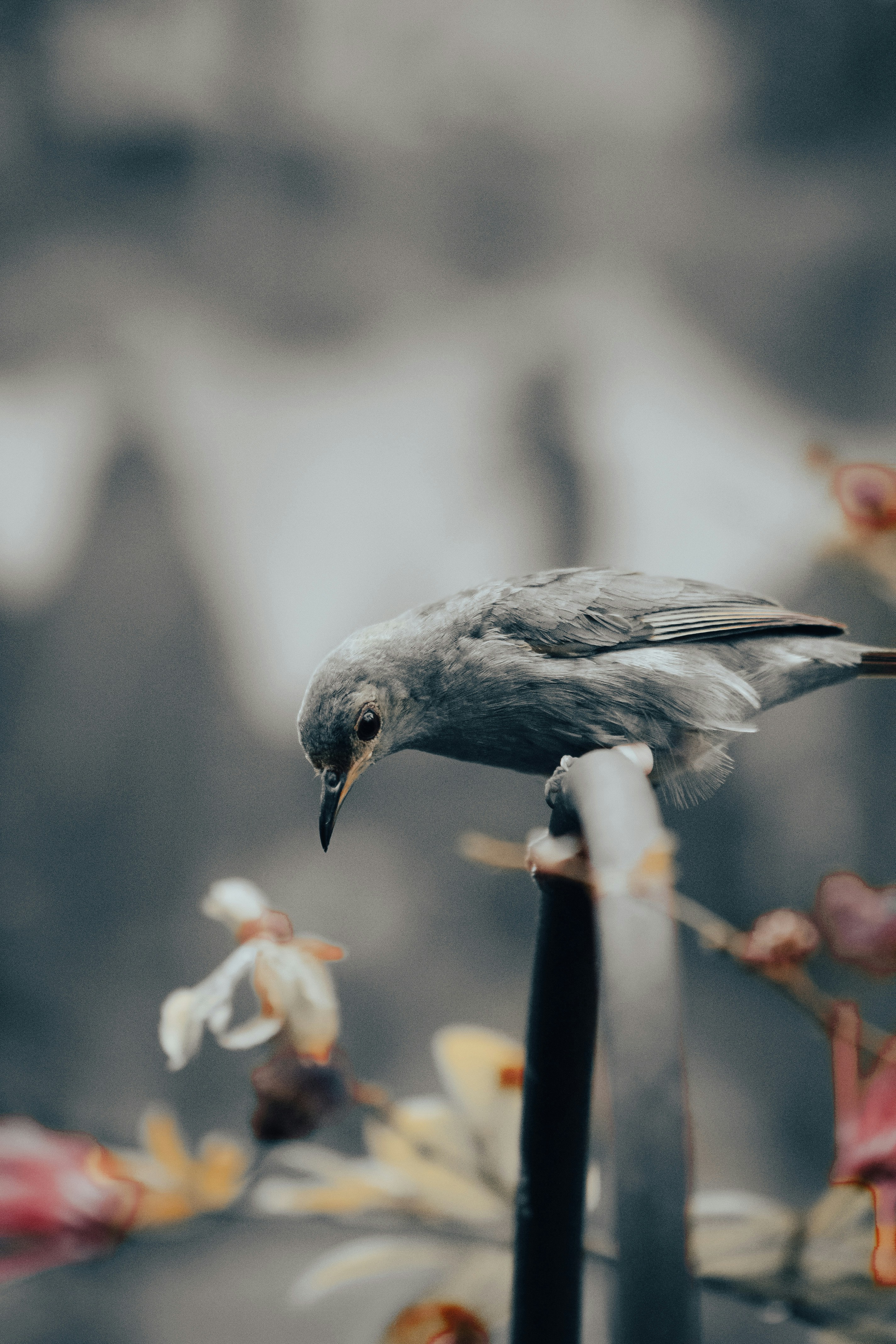 Perched Moment: A Delicate Feathery Gaze on a Garden Post