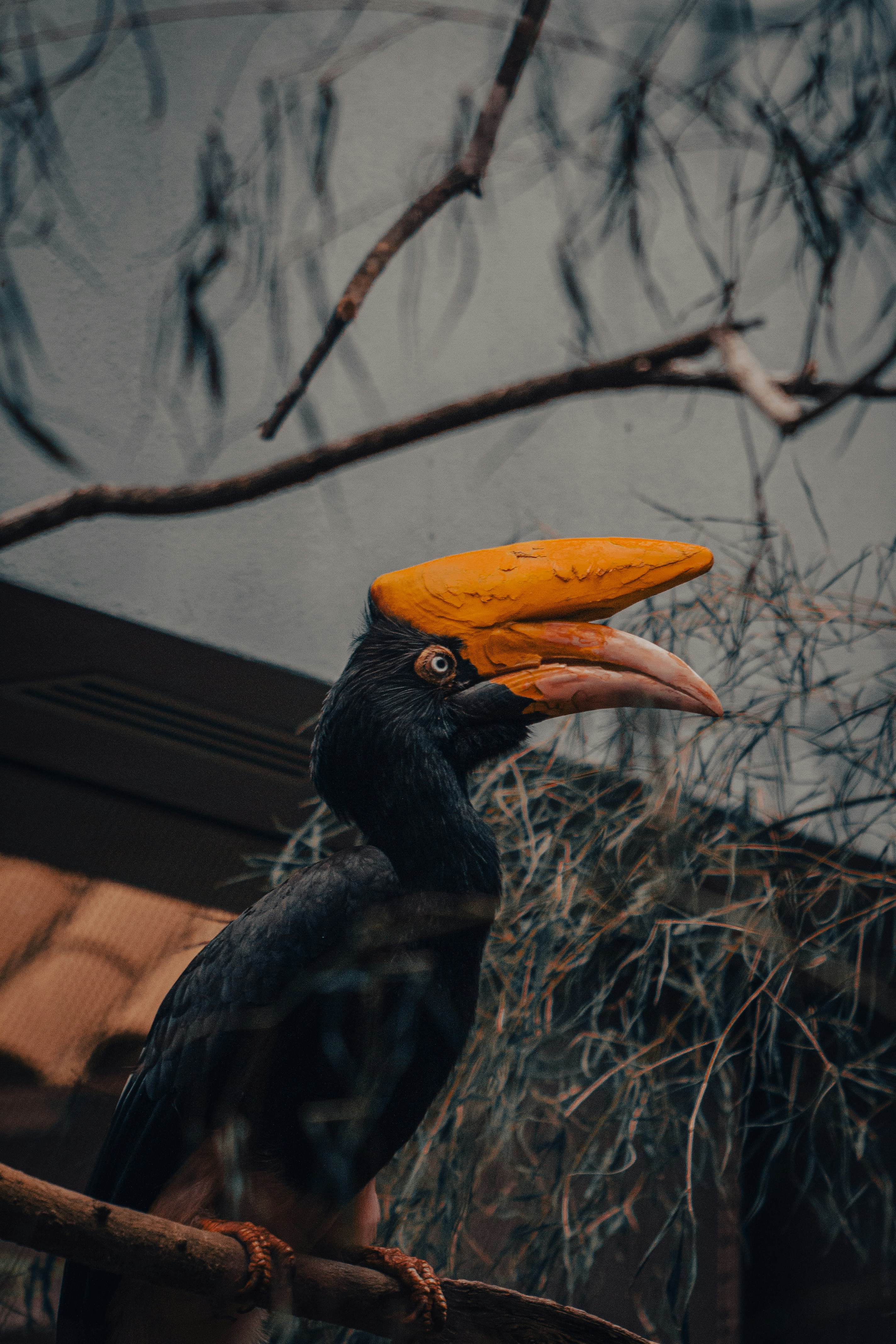 Orange-Crowned Hornbill Pauses Among Tangled Reeds