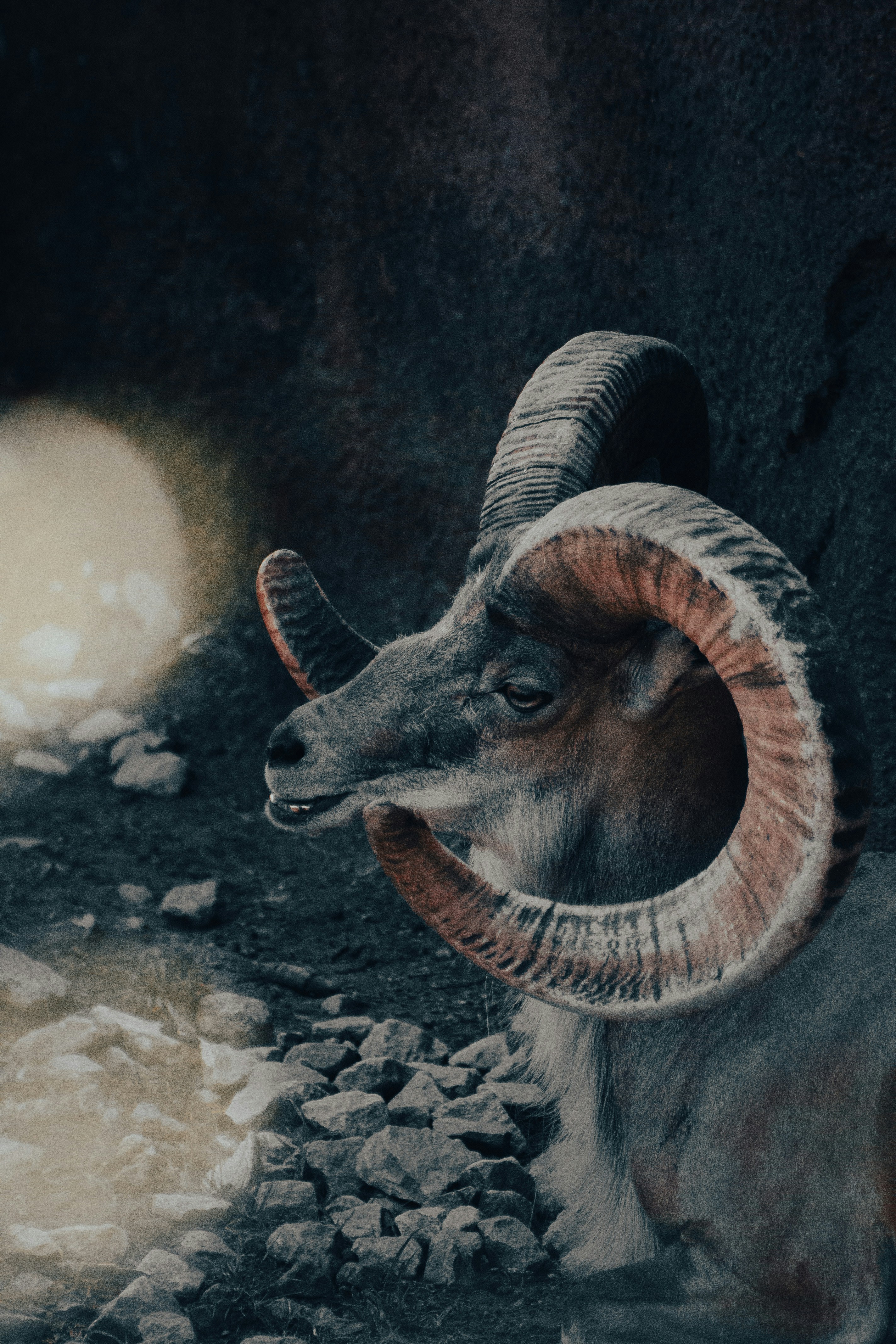 Ram Under Lantern Light: A Quiet Moment Among Stones
