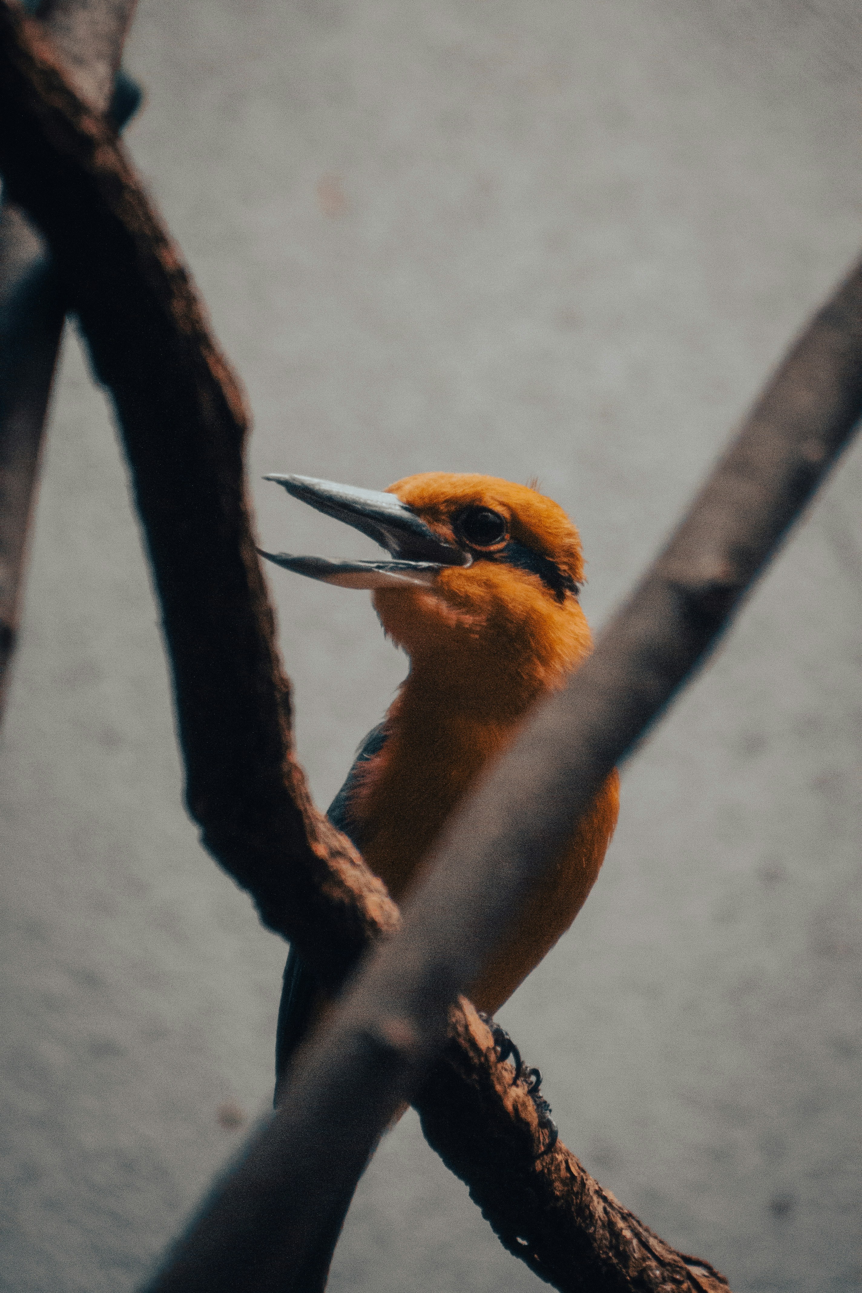 Orange Kingfisher Amid Twisted Slender Branches