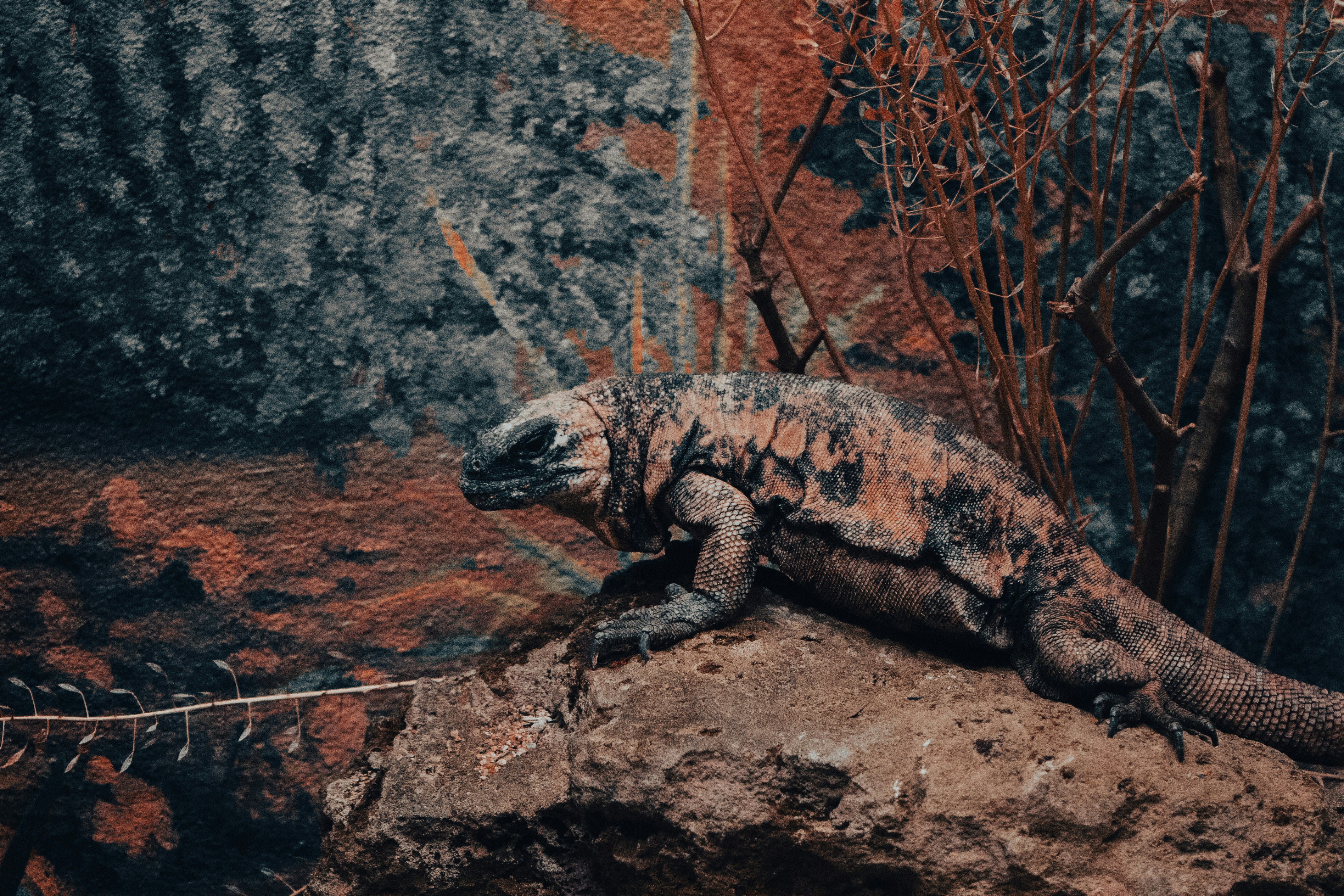 Granite Sentinel: Desert Monitor Lizard on Weathered Rock
