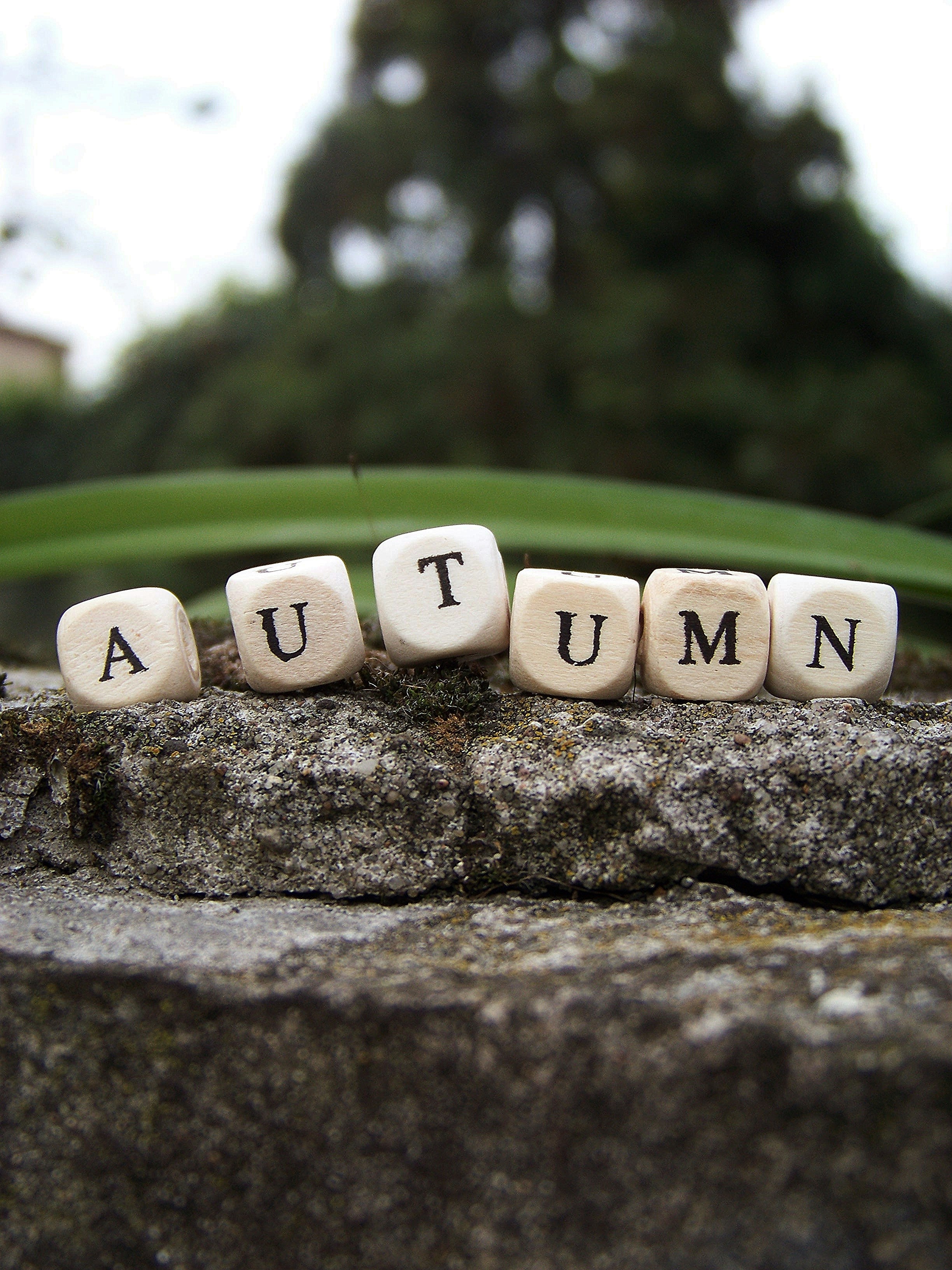 The word autumn spelled out with cubes on top of a rock