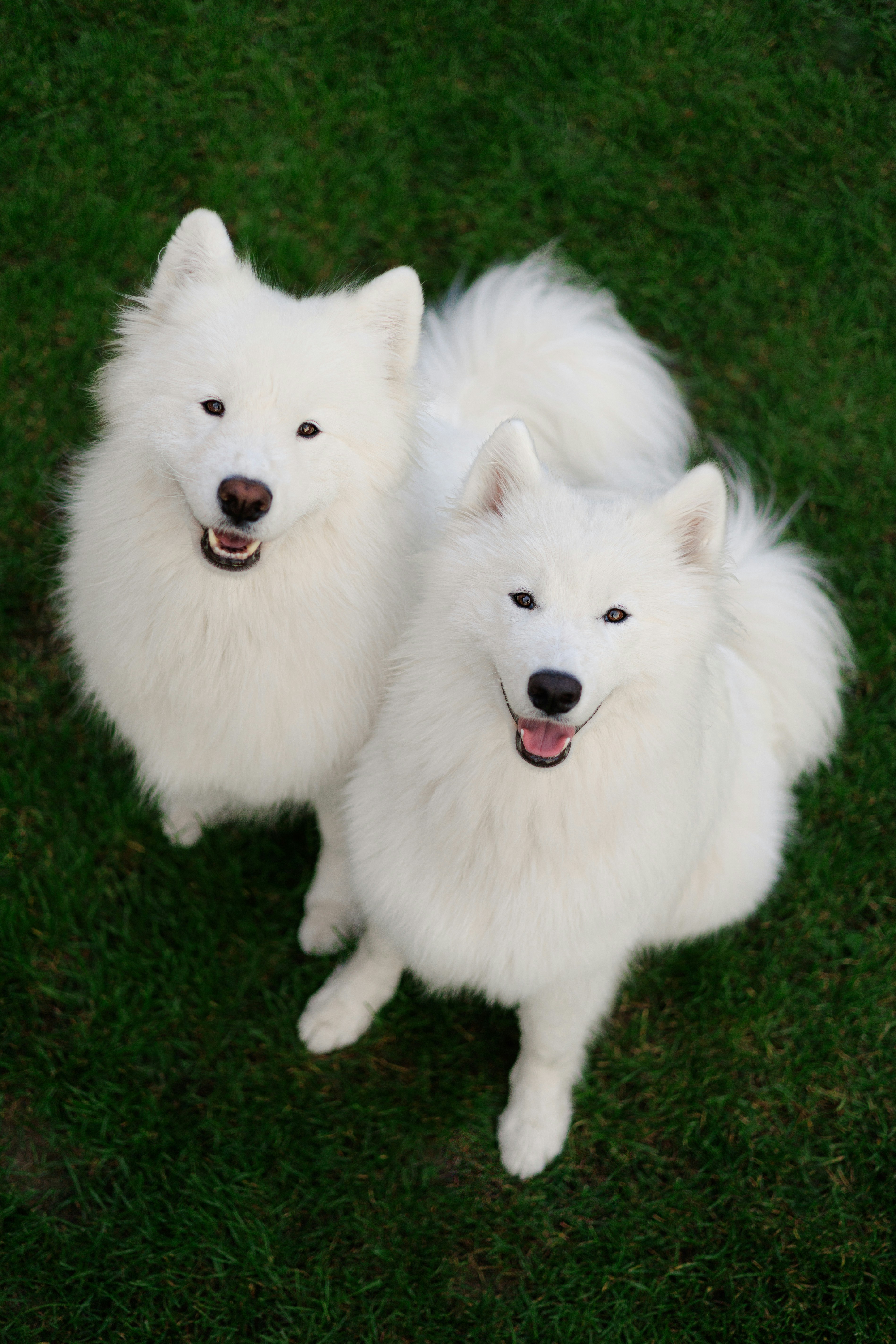 Two white dogs sitting on top of a lush green field photo – Free Animal ...