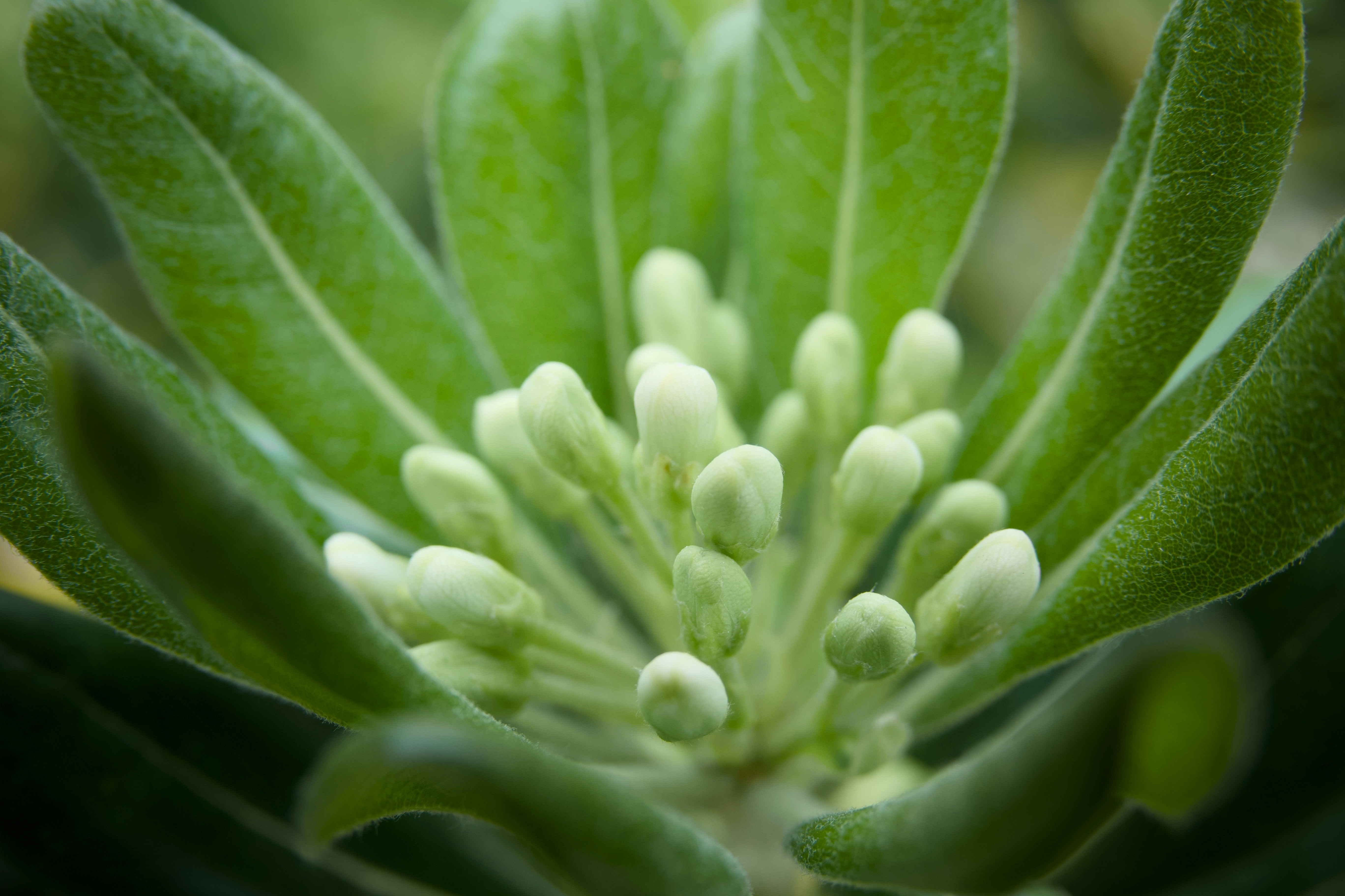 Center-Stage Buds: A Pale-Green Macro in Velvet Leaves