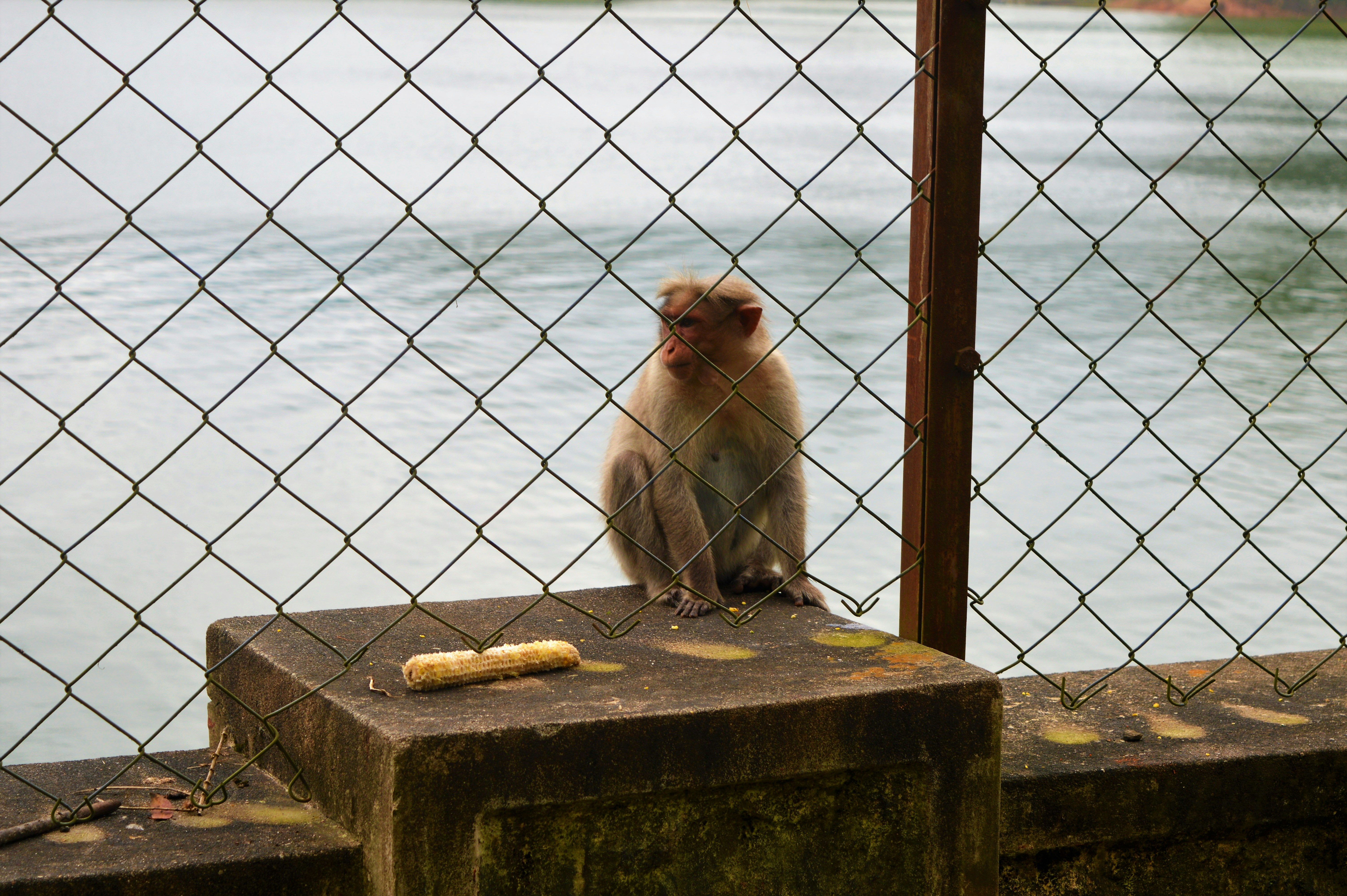 Fence-Watcher by the Water: A solitary macaque on a weathered ledge