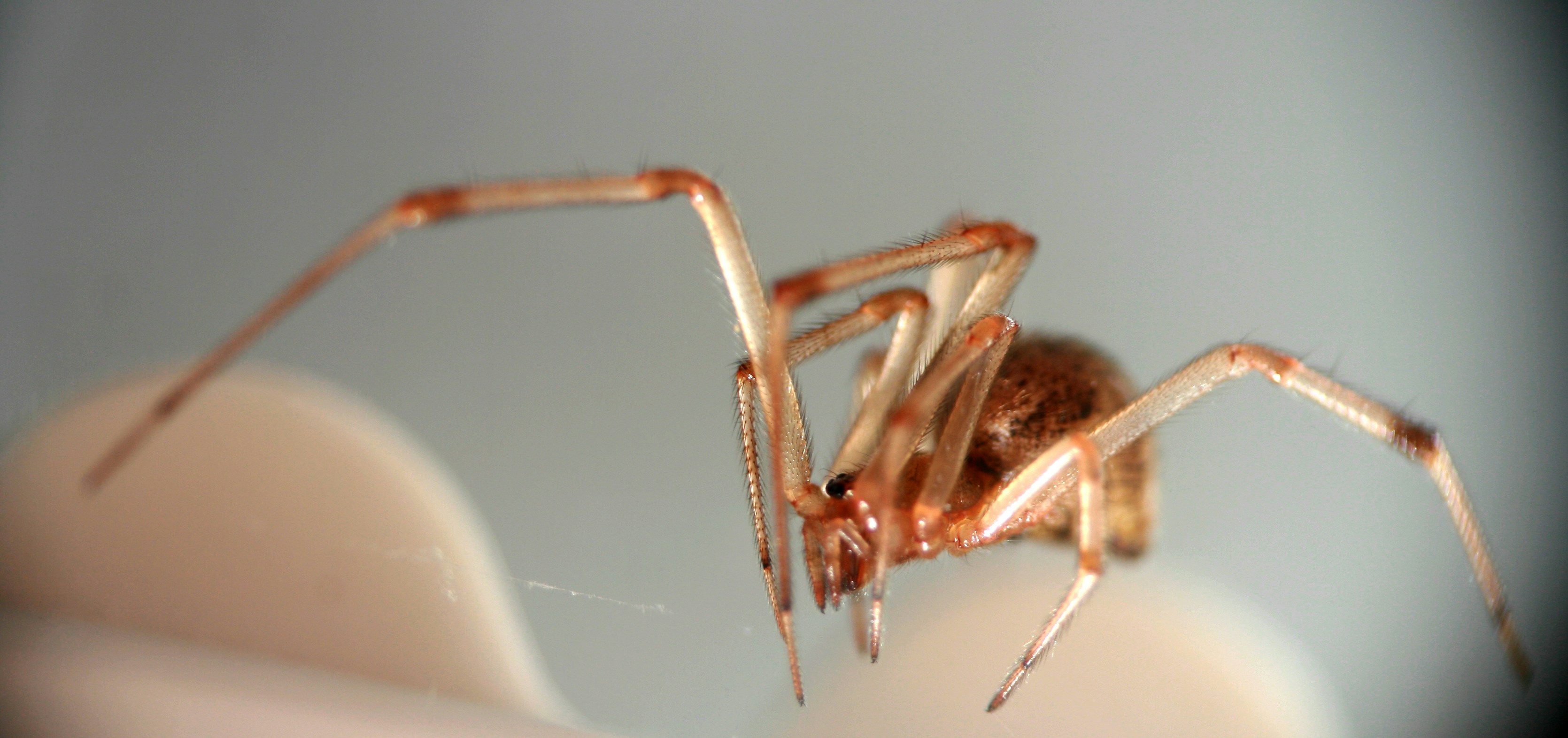 Gossamer Focus: A Tiny Spider on a Curved White Surface