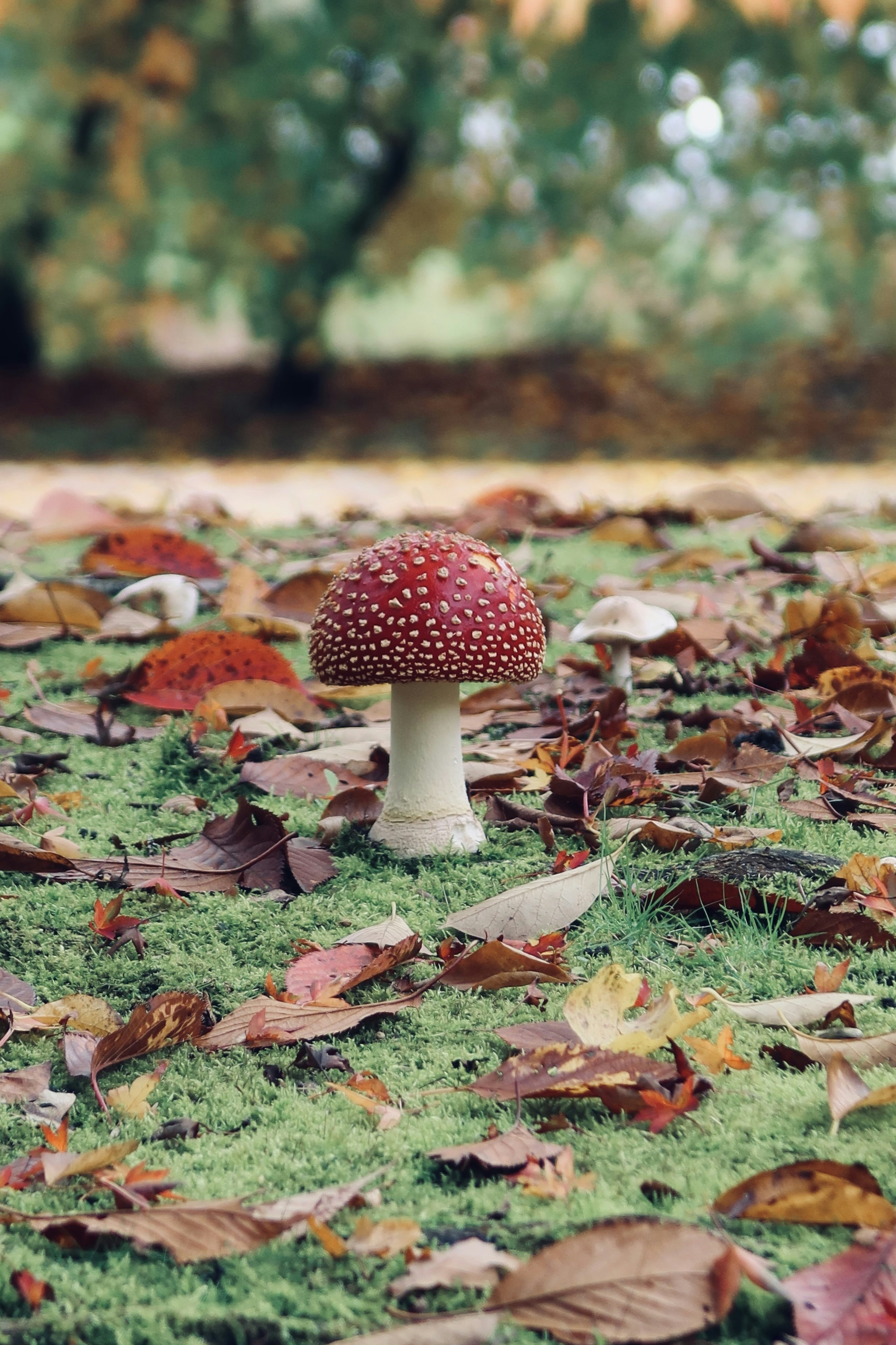 Red Amanita Amid the Autumn Carpet