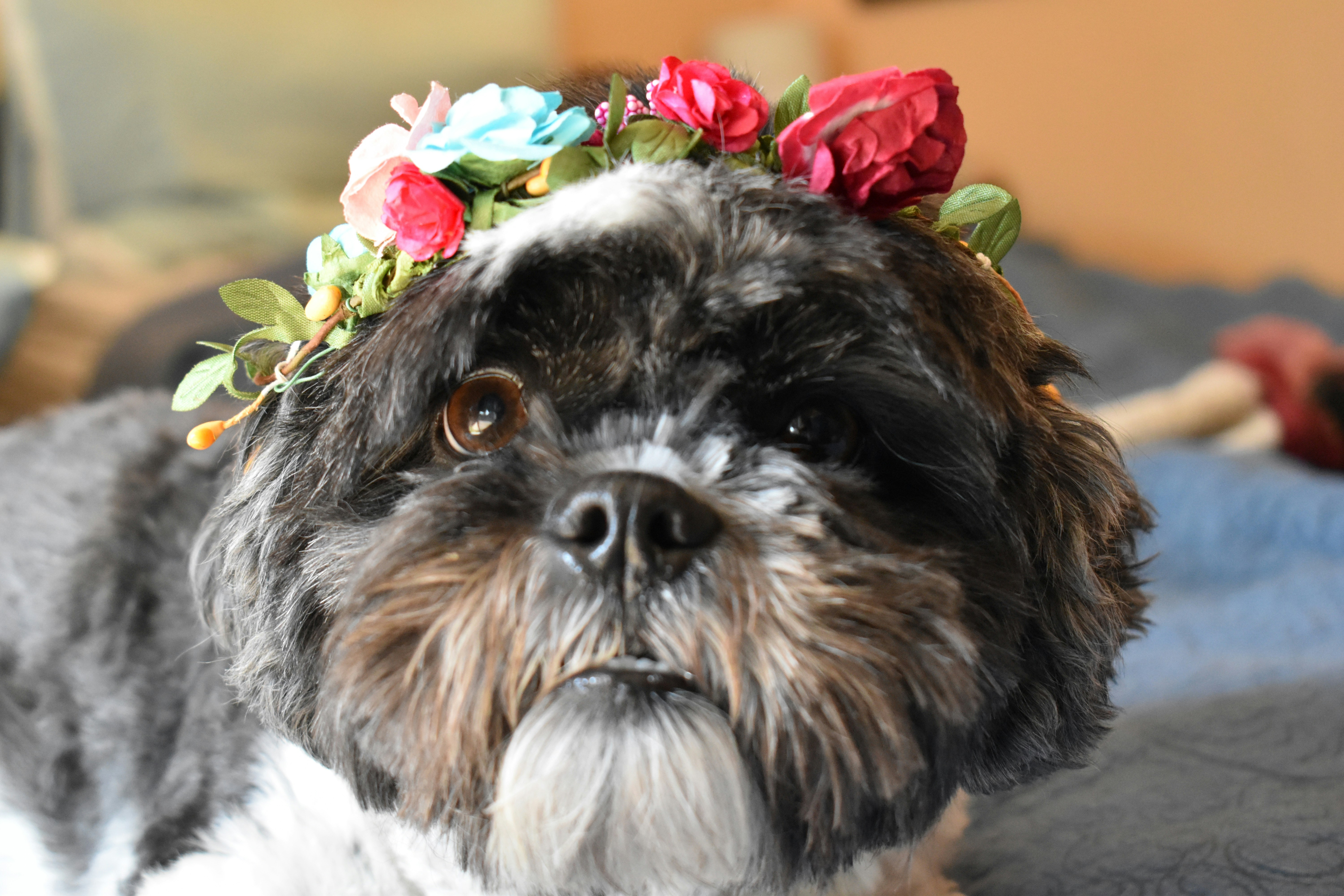 Petal Crown Portrait: A Shih Tzu's Quiet Glow