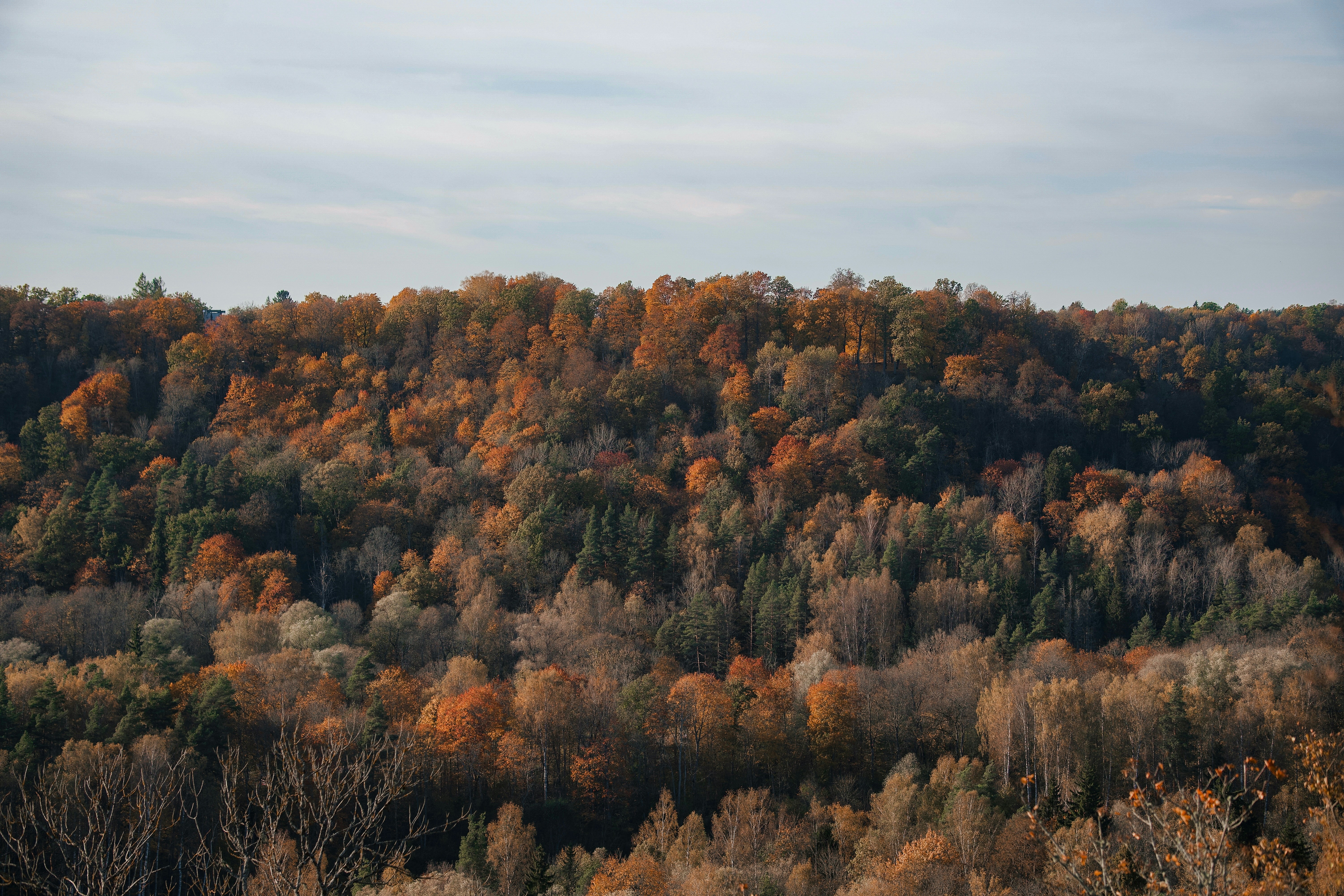 A forest filled with lots of trees covered in fall foliage photo – Free ...