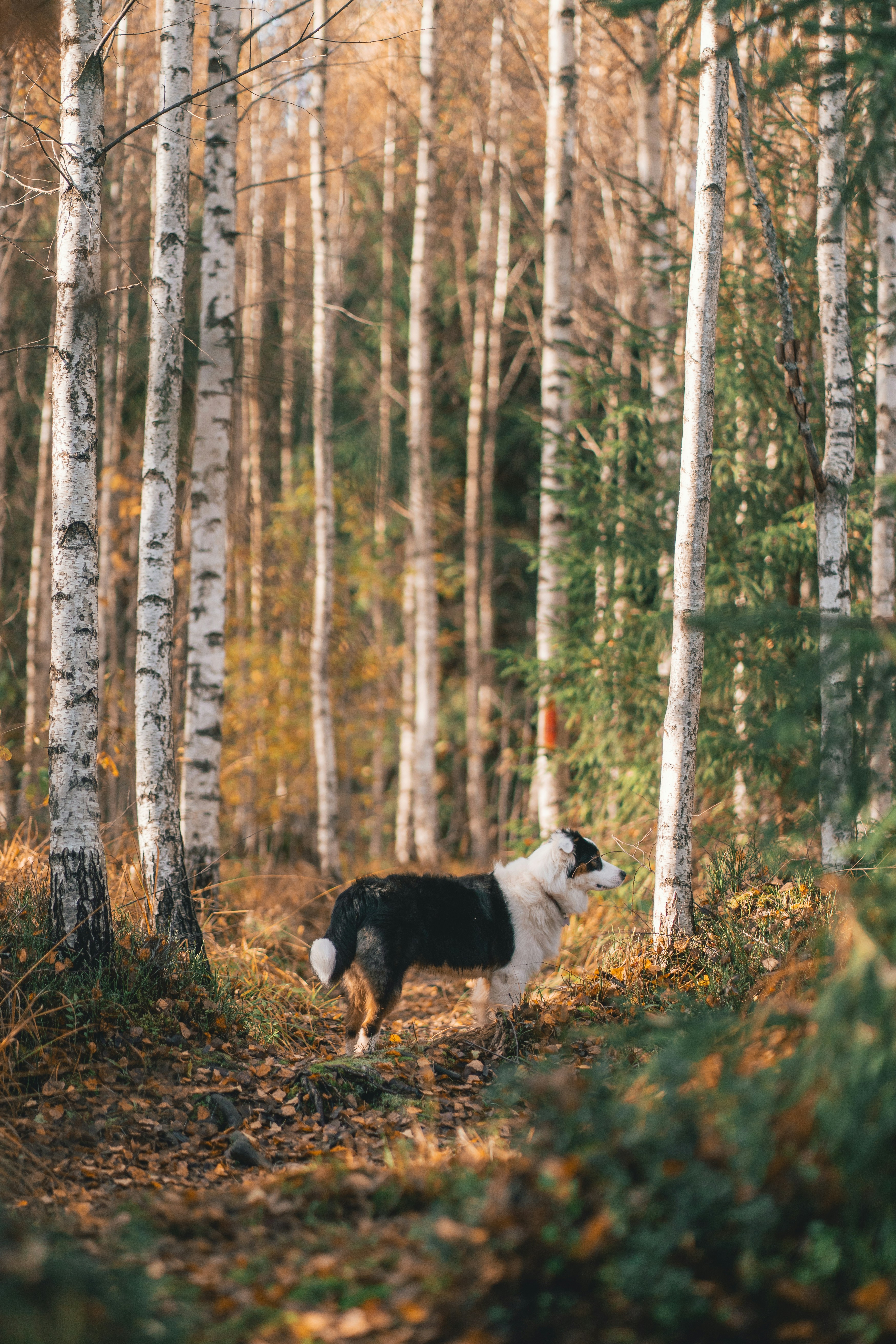 Autumn Light on a Birch Trail: Border Collie Pauses Along the Forest Path