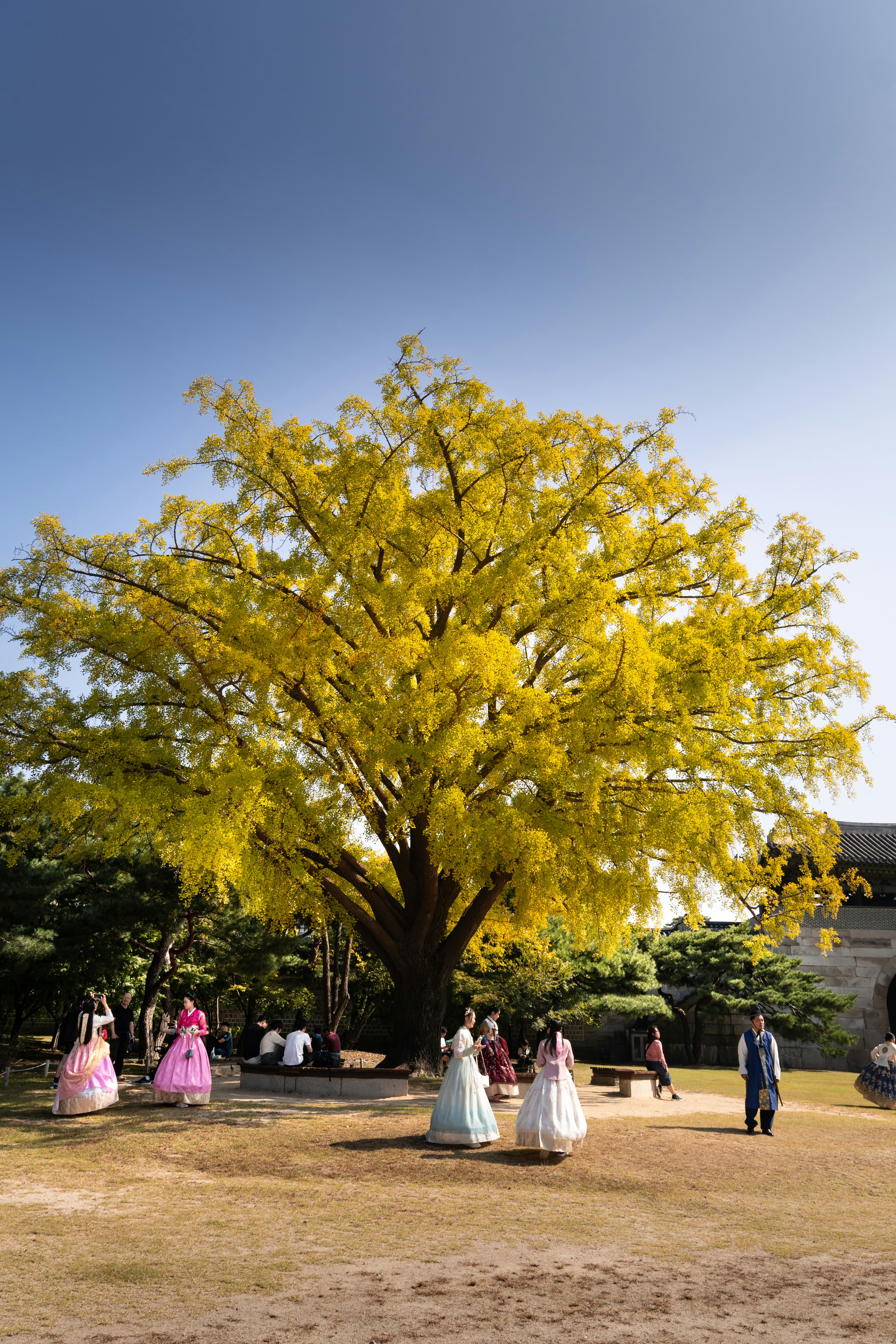 Golden Canopy: Dancers Beneath a Sunlit Ginkgo