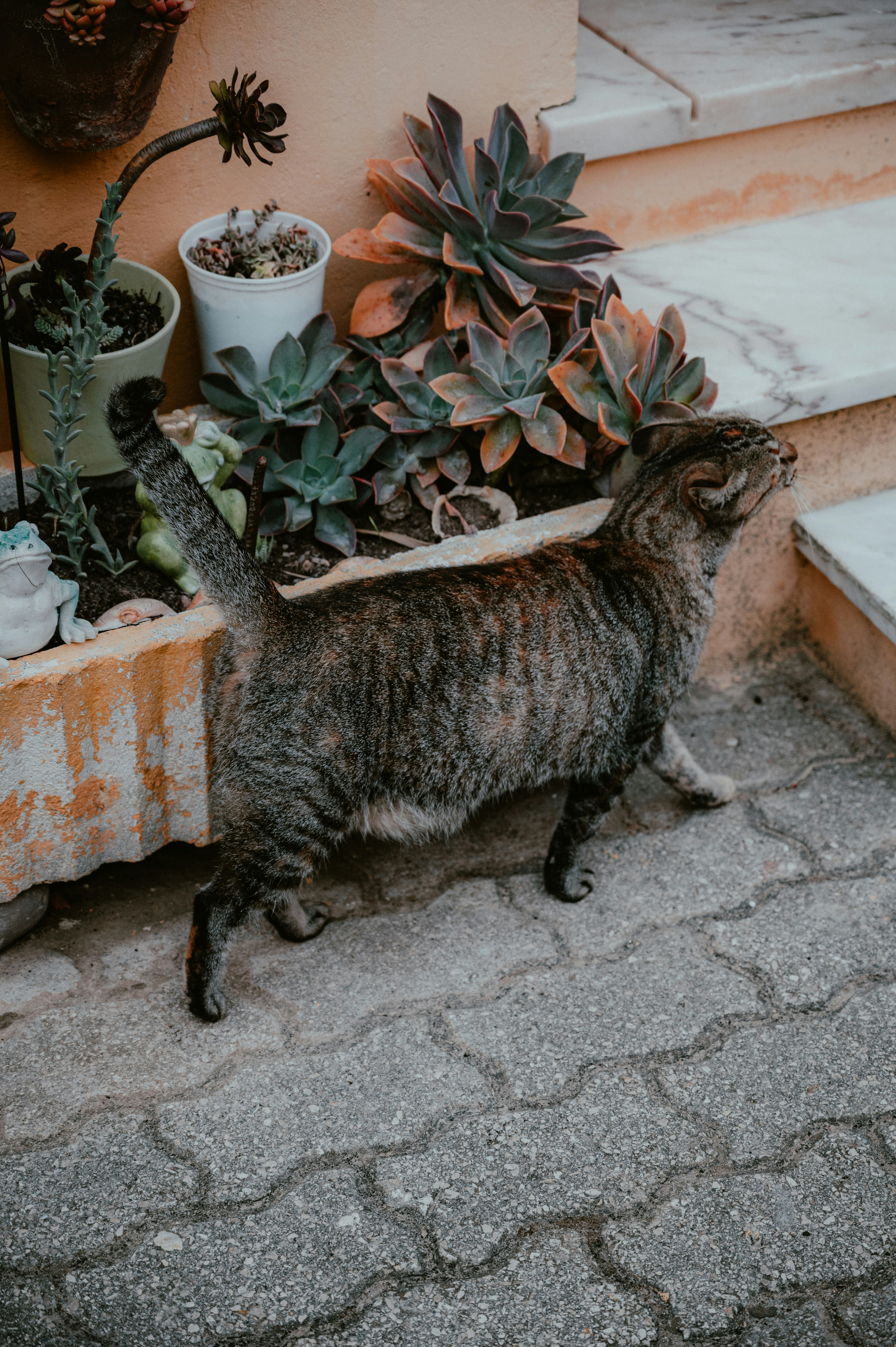 Terrace Stroll: A Tabby Amid Succulent Sculptures