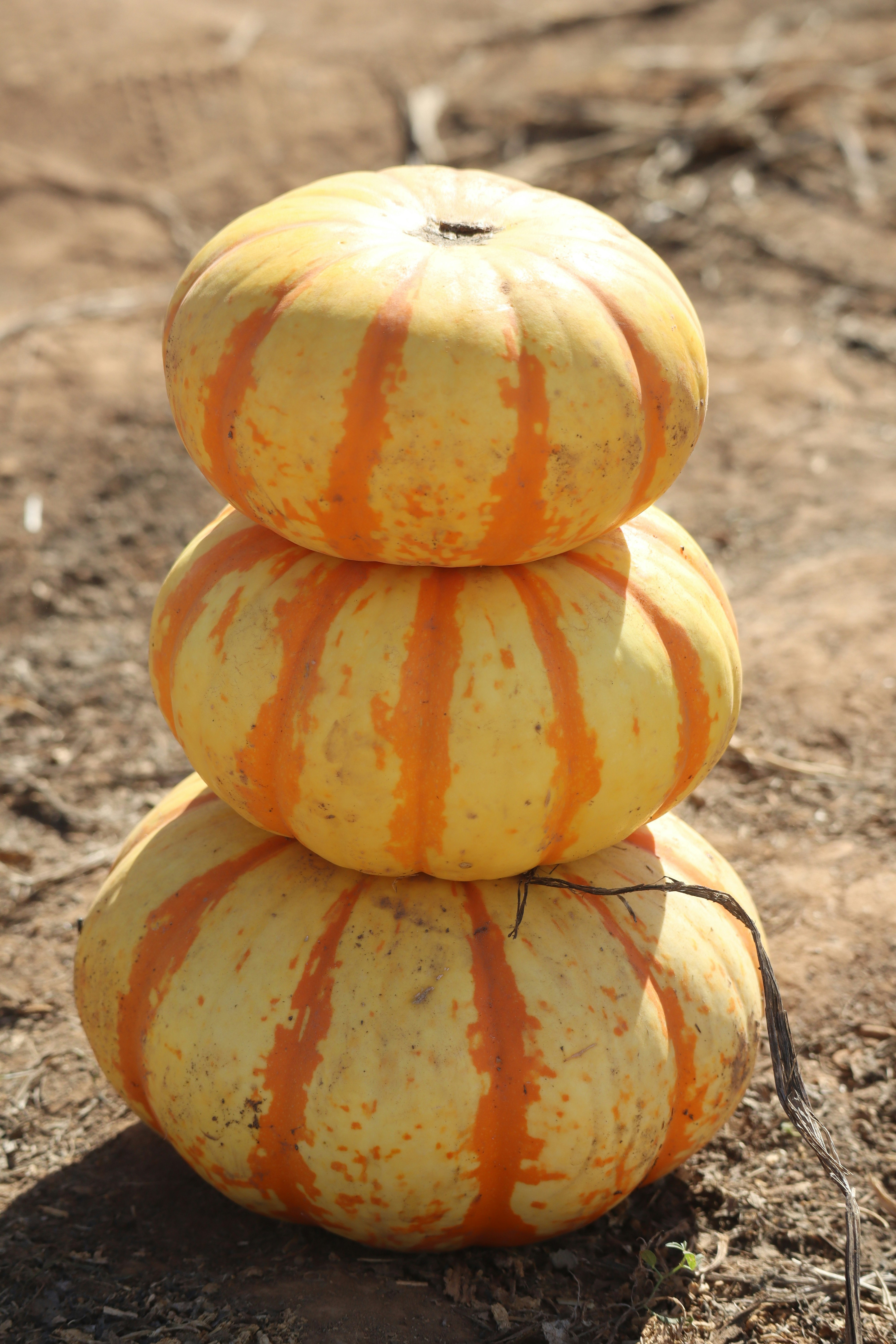 Tri-Stack of Striped Pumpkins in a Sunlit Patch