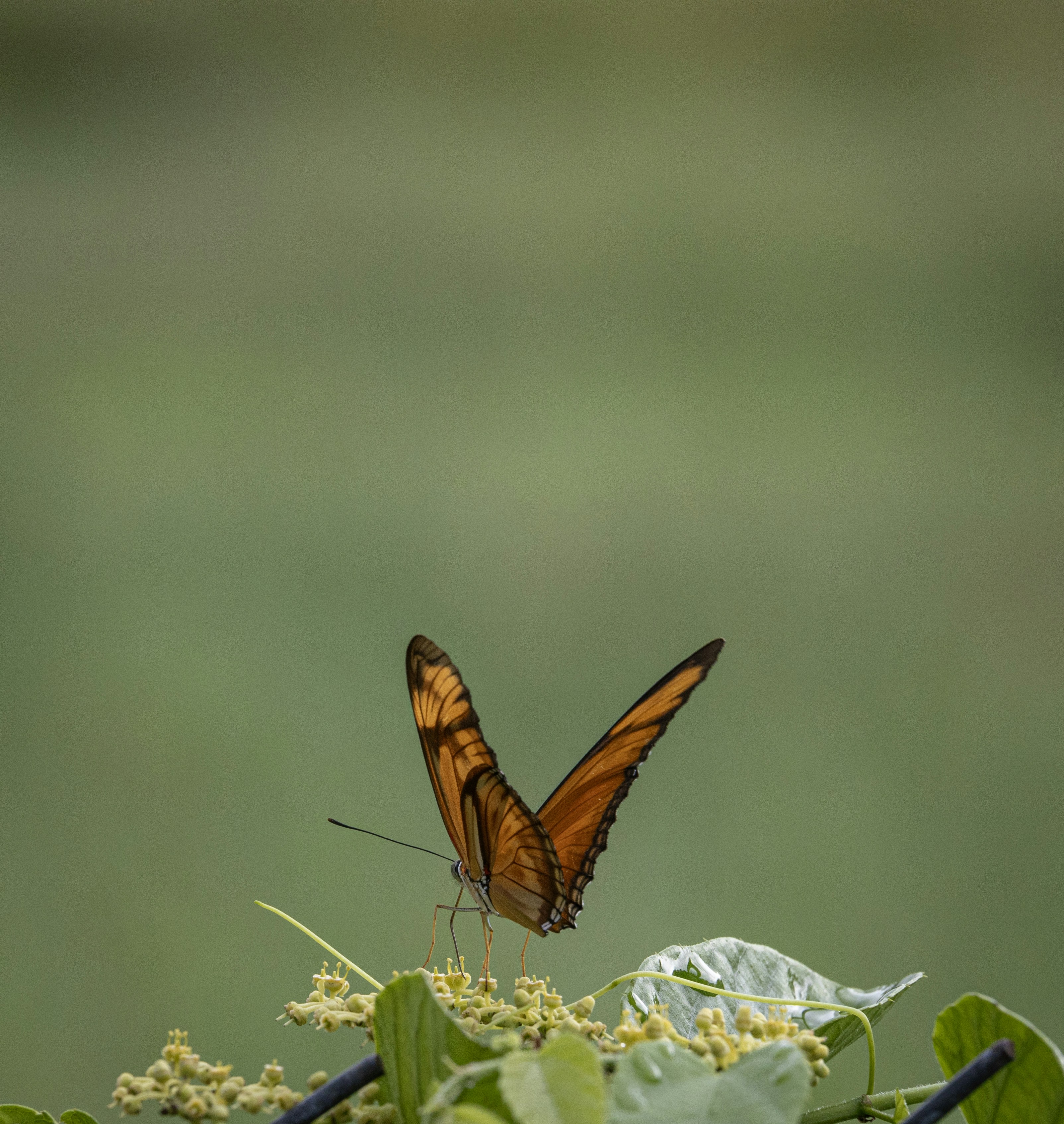 Amber-winged Butterfly Quietly Perches on a Leafy Stem