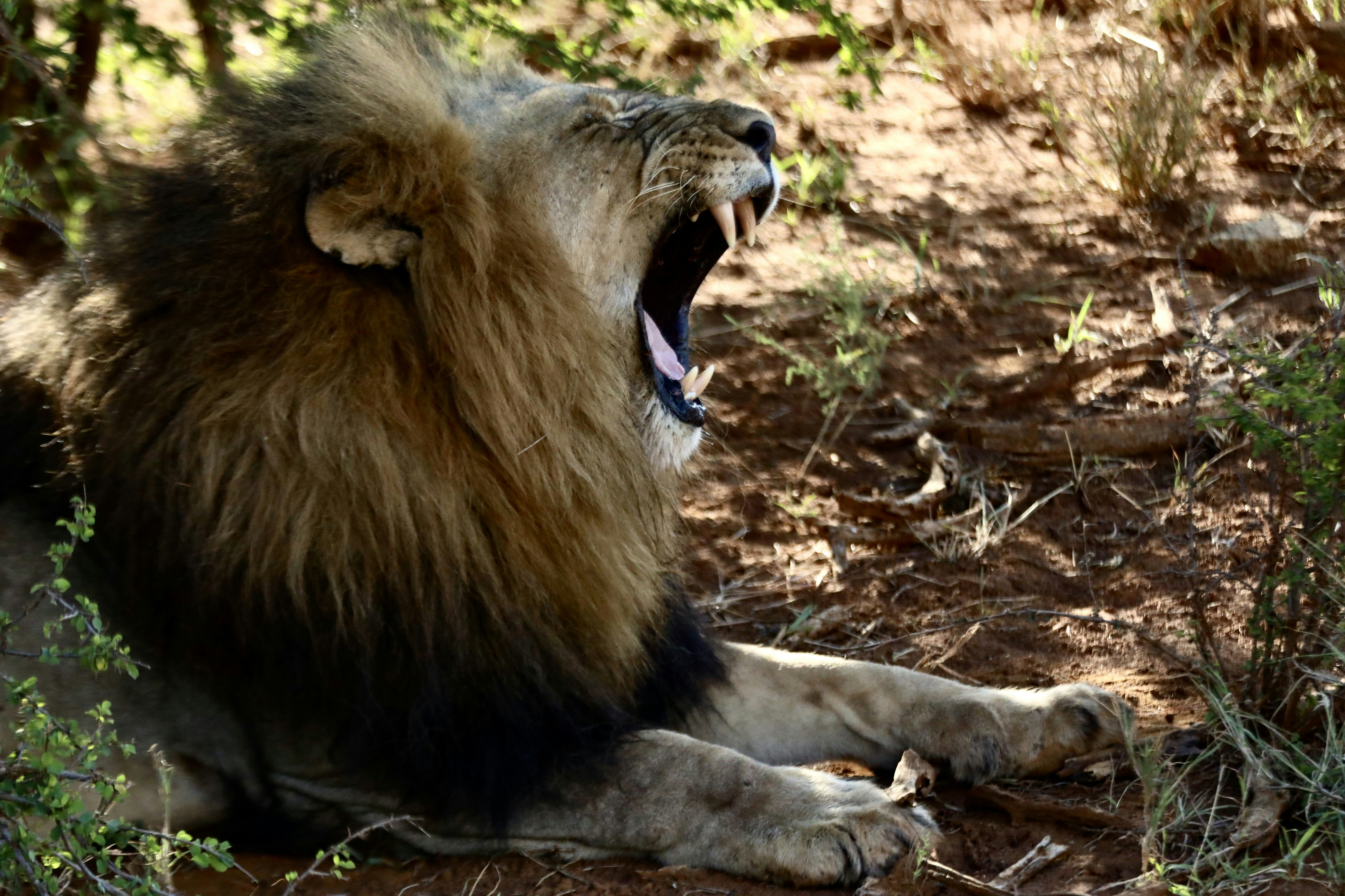Roaring Predator in Dappled Ground Light