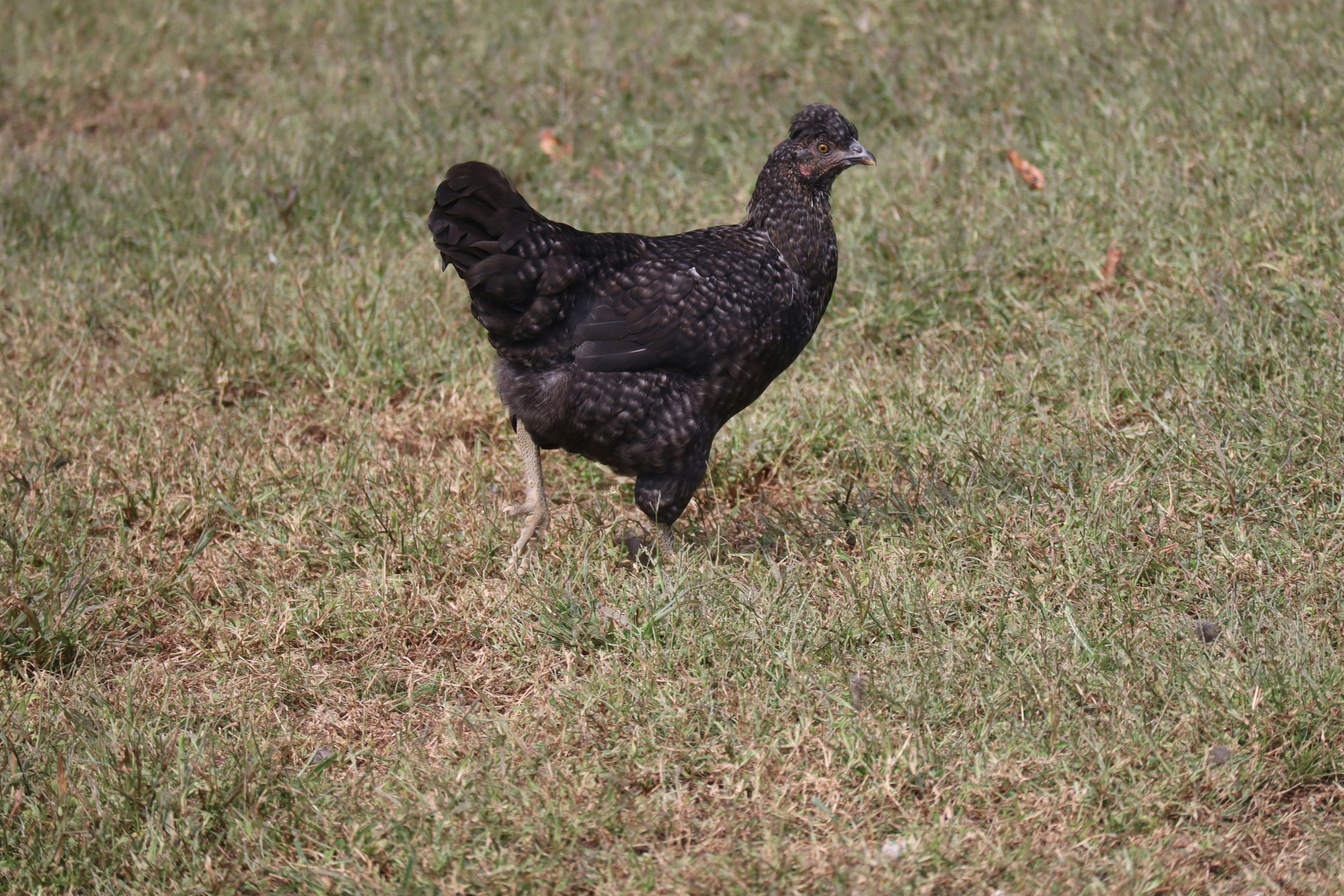 Black chicken standing on a grassy field under natural light.