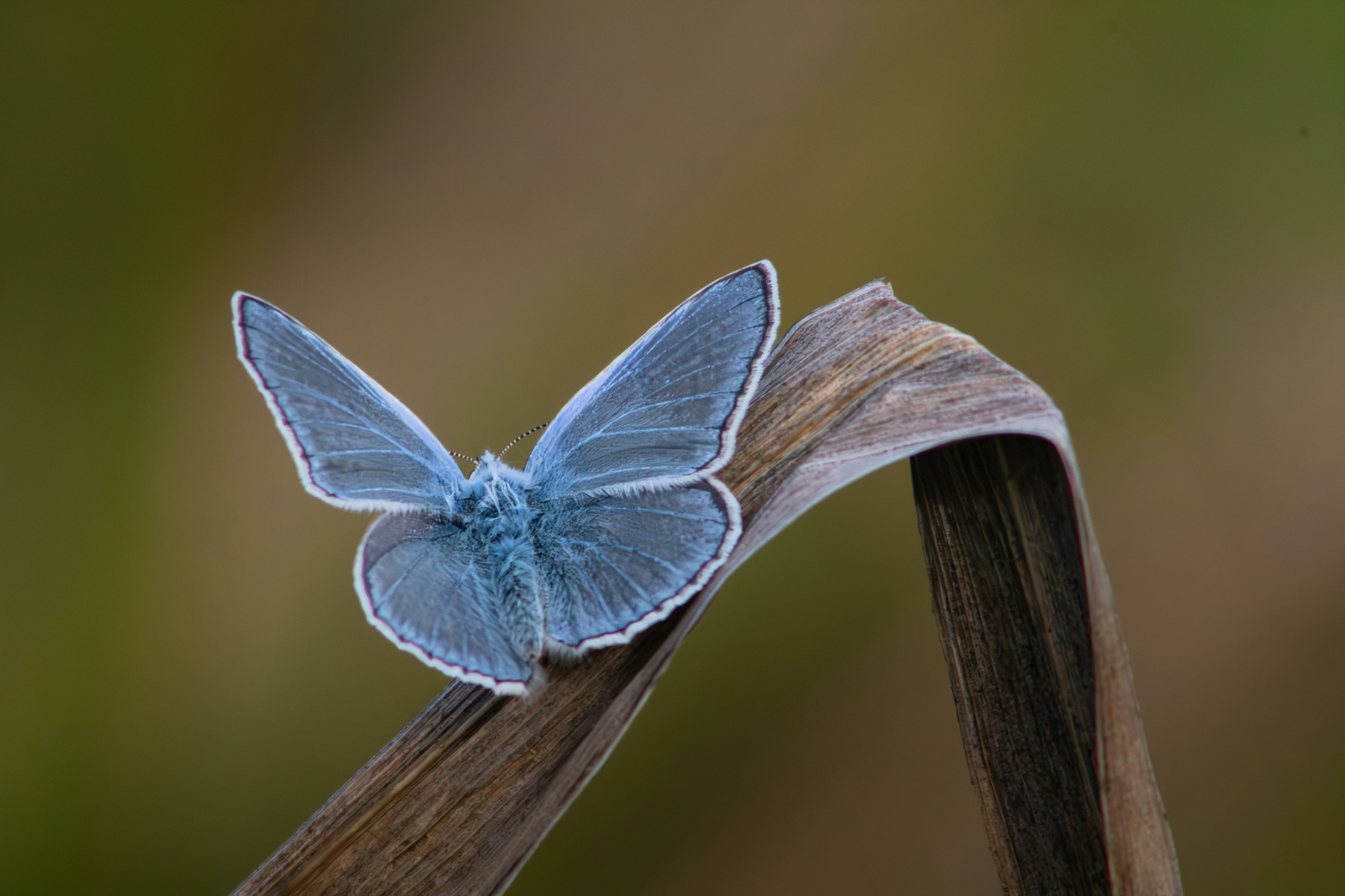 Azure Zephyr Perching on a Curled Leaf