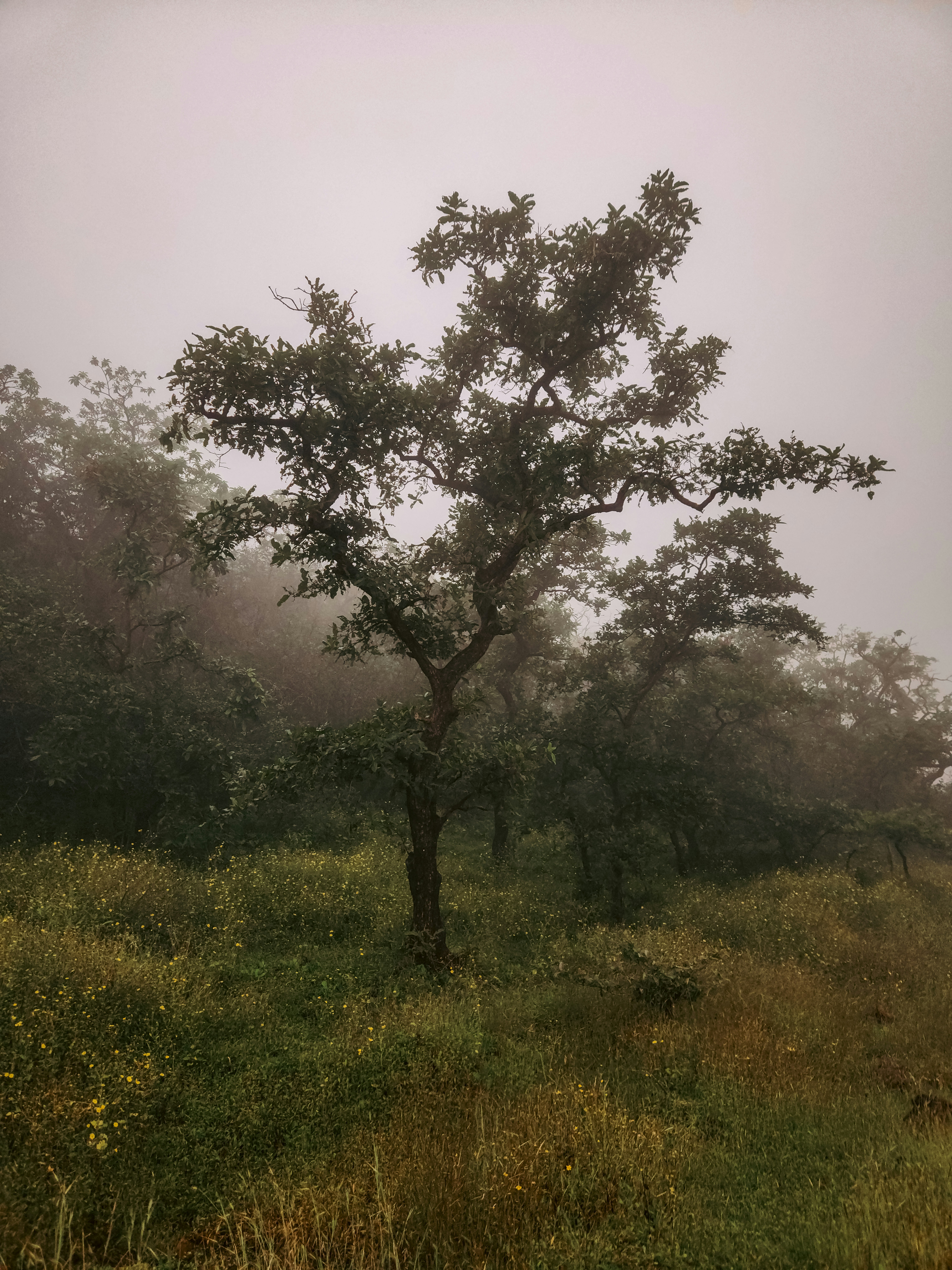 Mist-veiled Meadow: A Lone Tree Under Quiet Dawn