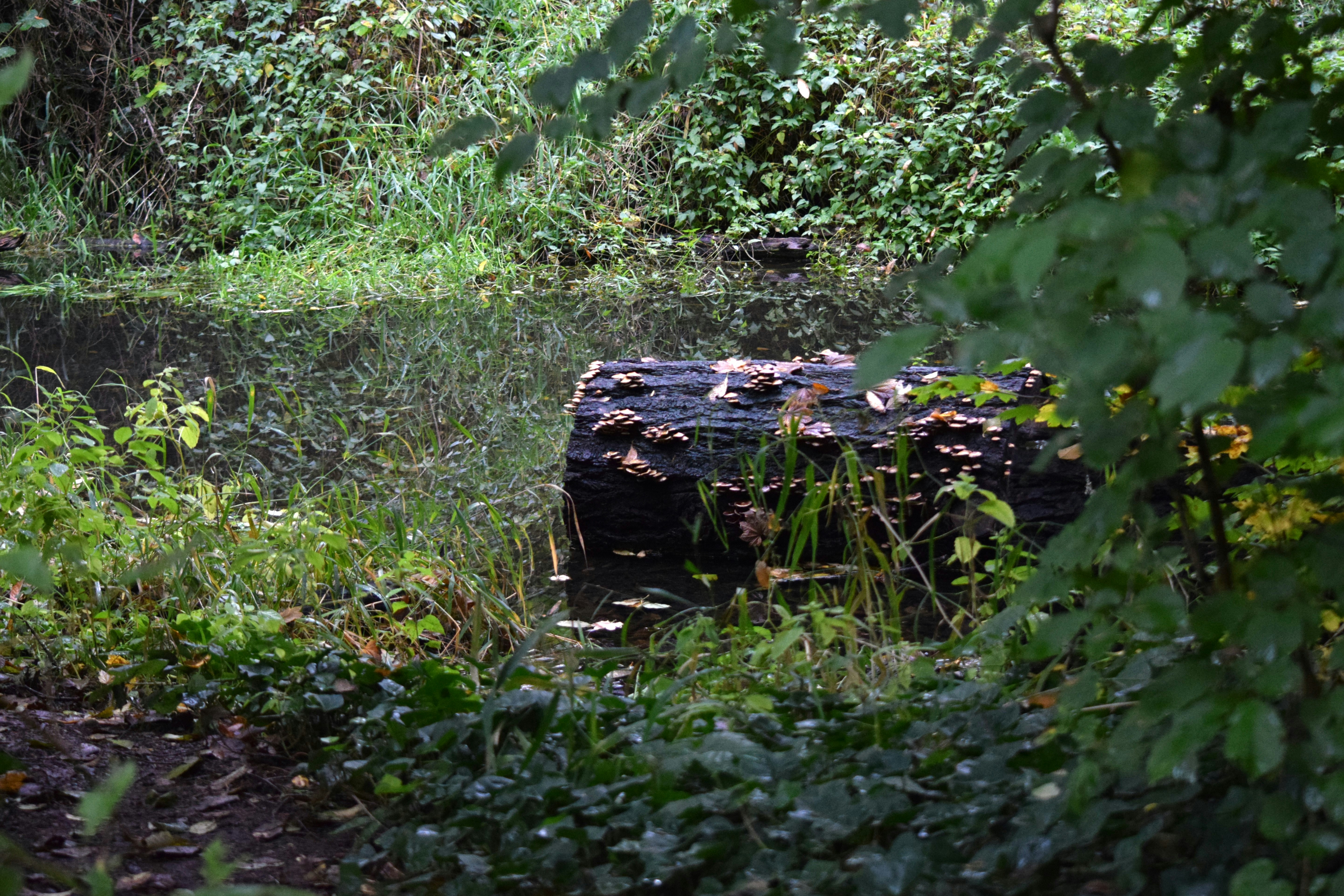 Log Half-Submerged in a Mossy Forest Pool Under Dappled Light