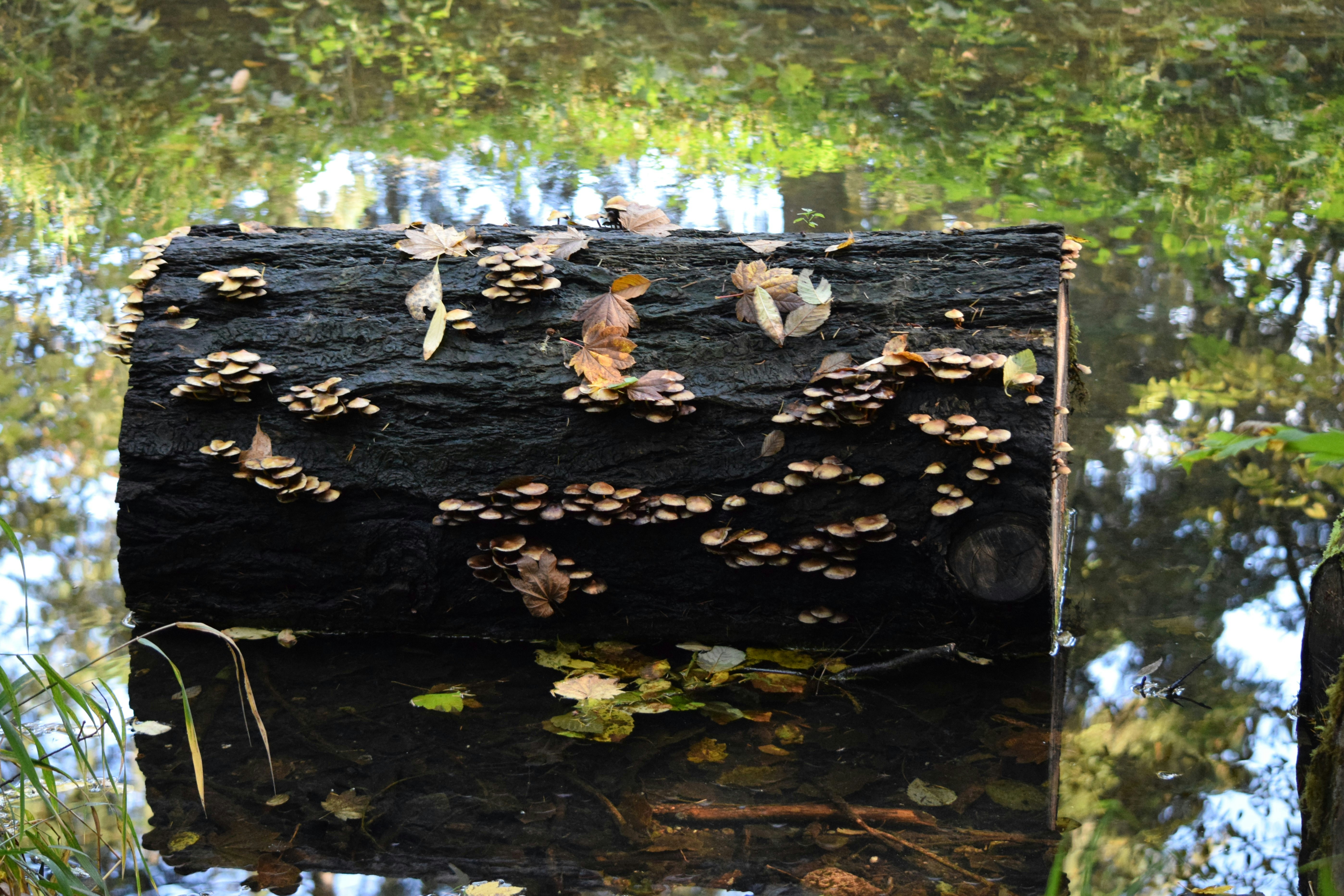 Mushroomed Log Shelter: A Ring of Sepia Fungi on Weathered Bark