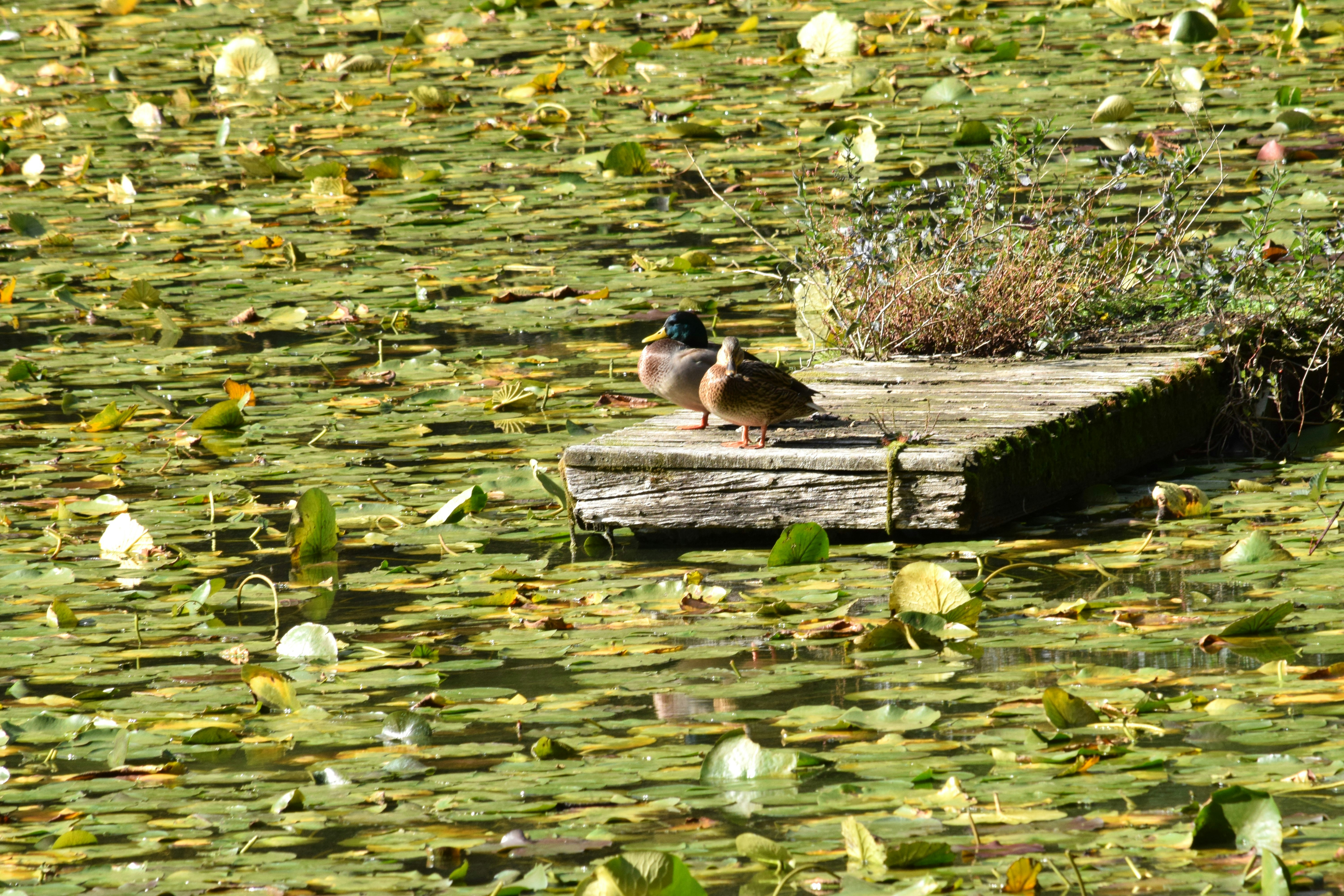 Mallard on a Weathered Dock Amid a Sea of Lily Pads