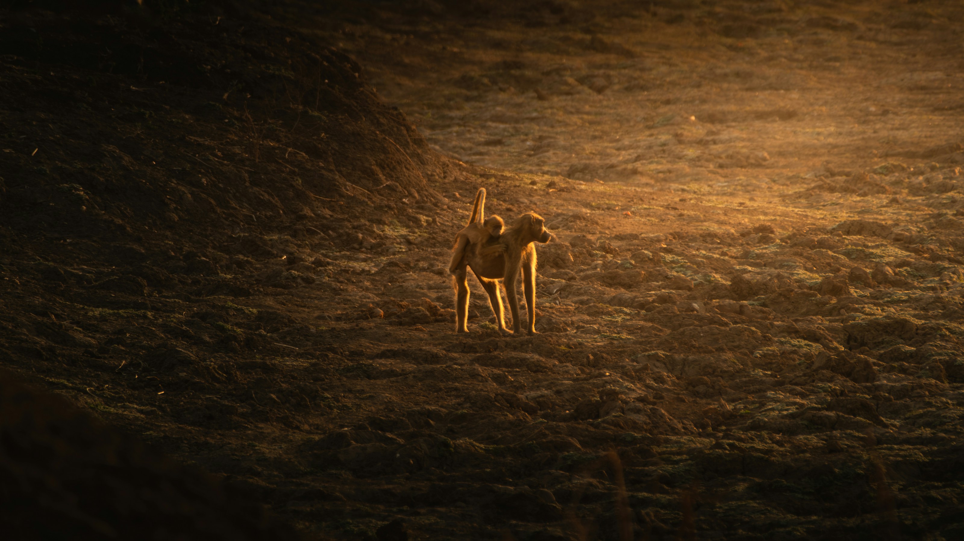 Golden Hour Sentinel: A lone hound with a board on a windswept shore