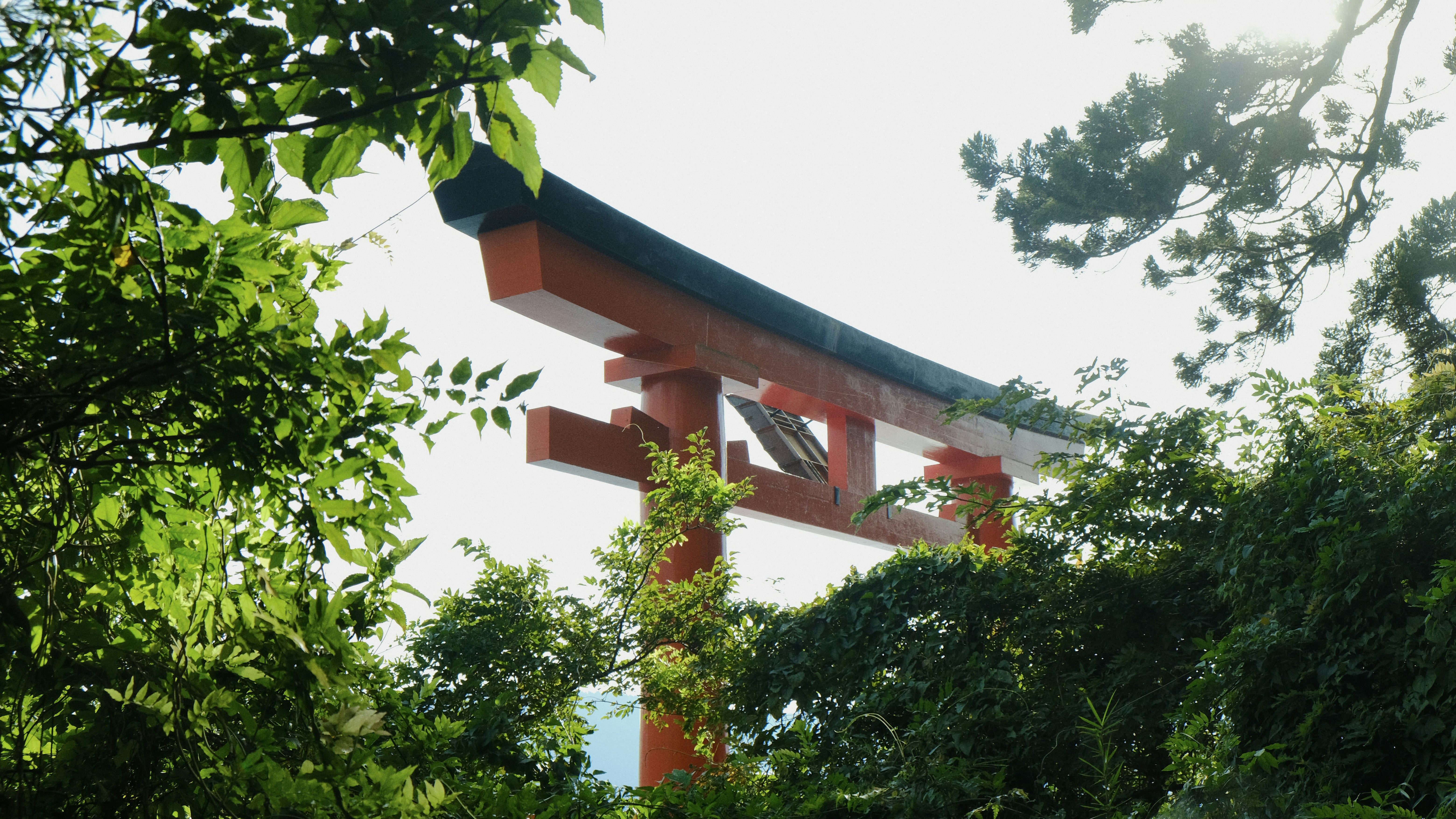 Crimson Torii Looms Through Sunlit Foliage at a Quiet Shrine