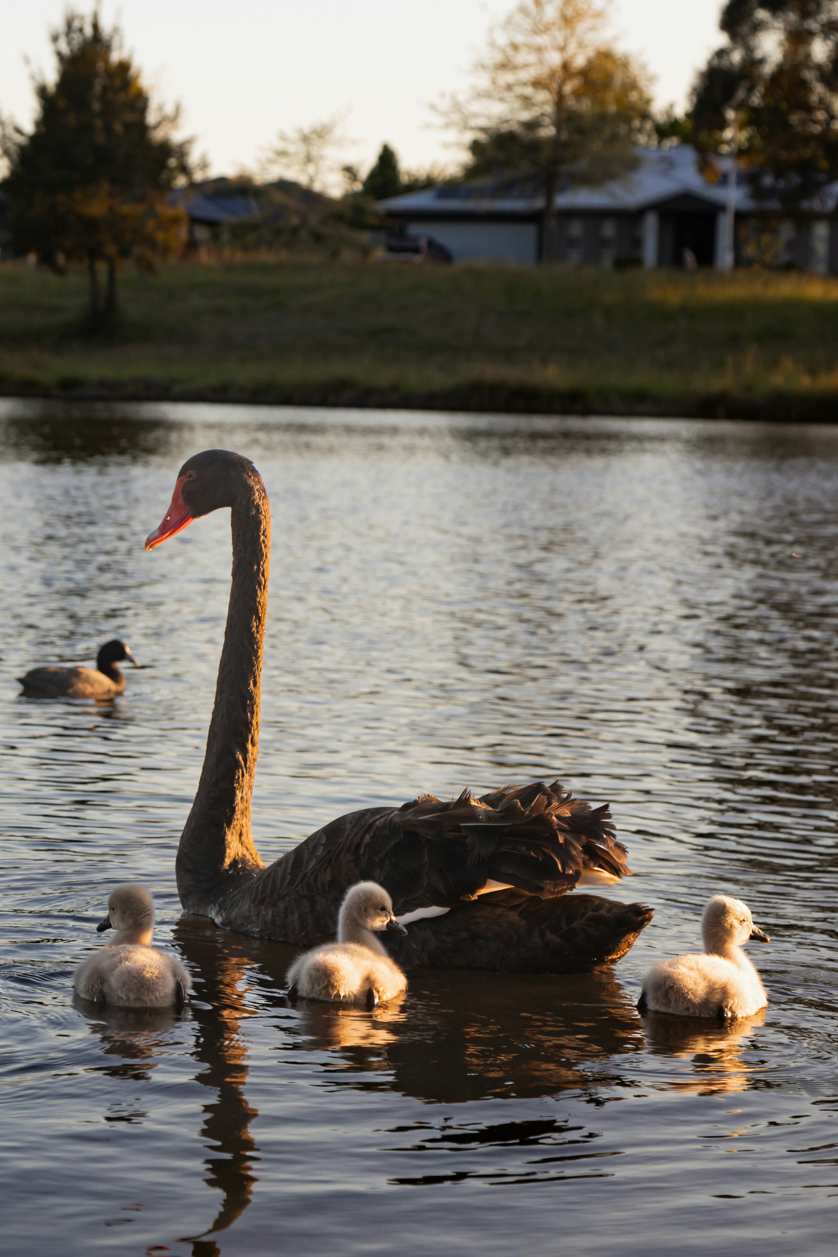 A flock of ducks floating on top of a lake photo – Free Canberra act ...